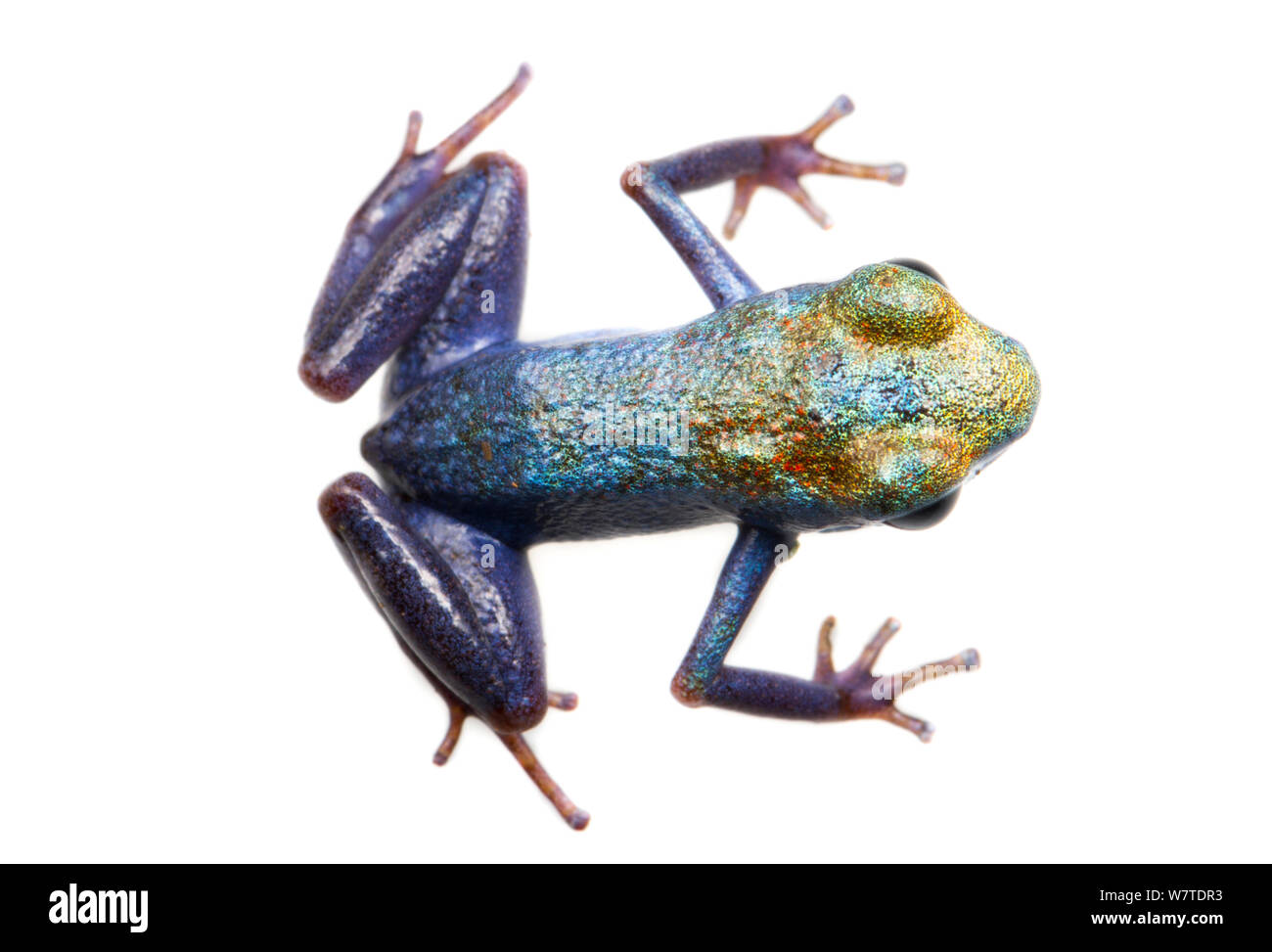 Strawberry Poison Frog (Oophaga pumilio) L'une des nombreuses formes de ...