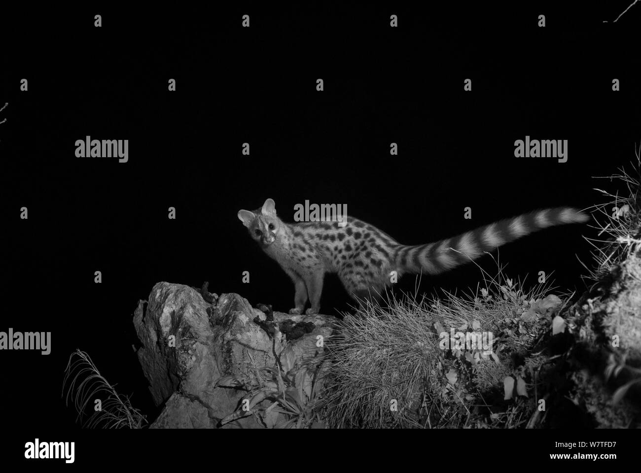 Genette d'europe Banque de photographies et d’images à haute résolution ...