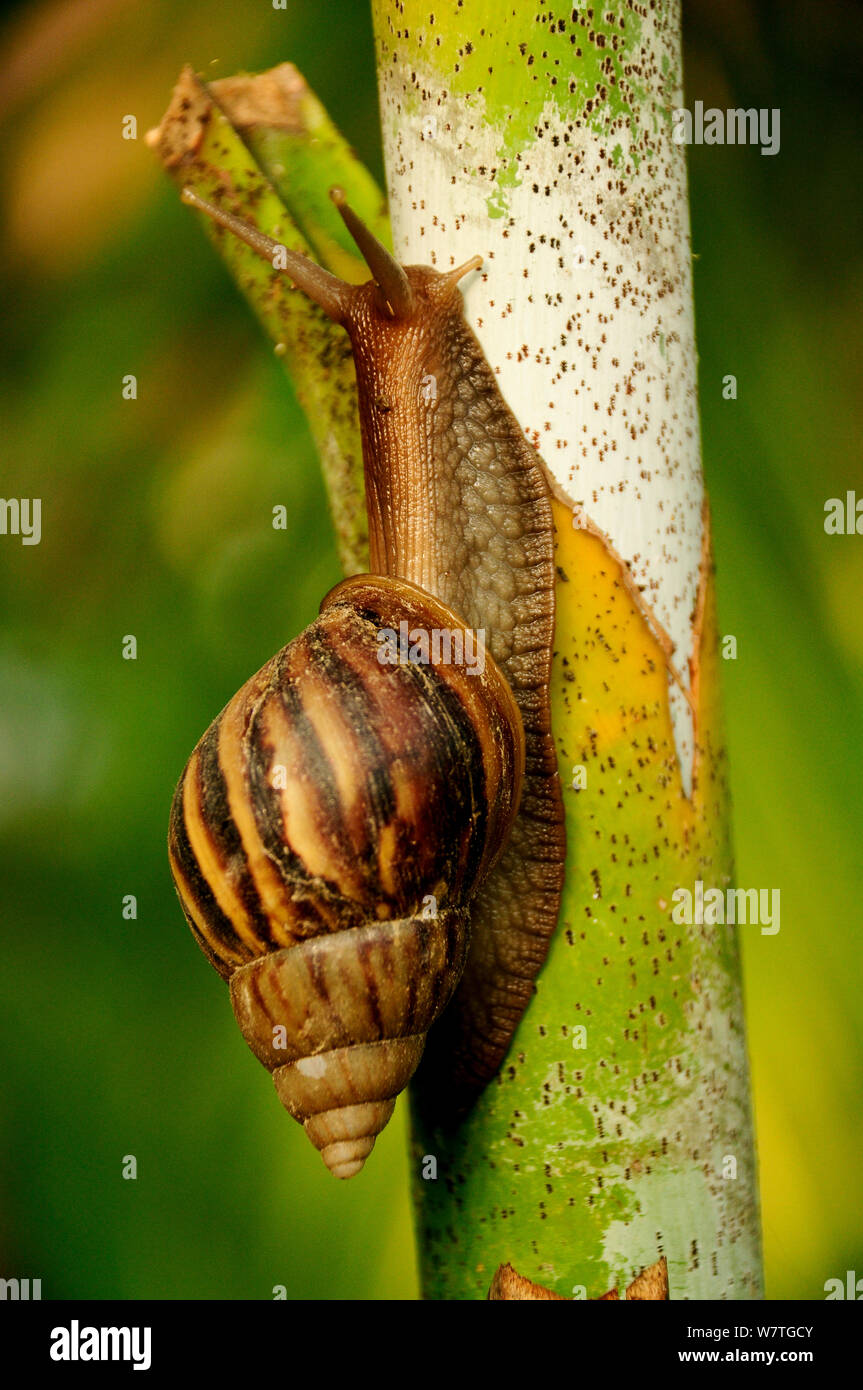 Escargot géant africain Banque de photographies et d’images à haute ...