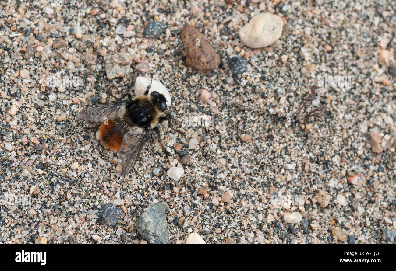 Bot fly larvae Banque de photographies et d’images à haute résolution ...