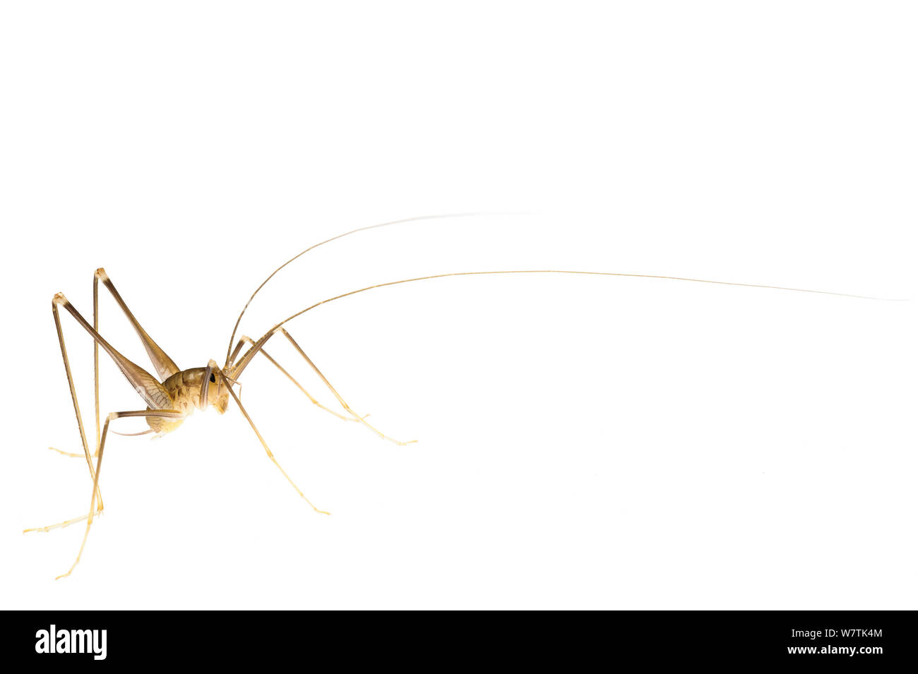 Insecte italie Banque d'images détourées - Alamy
