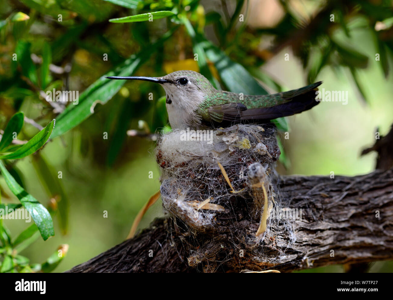 Nid de colibris Banque de photographies et d’images à haute résolution ...