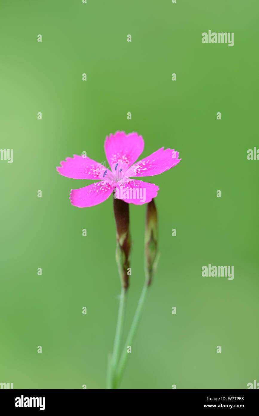 Paon rose Banque de photographies et d’images à haute résolution - Alamy