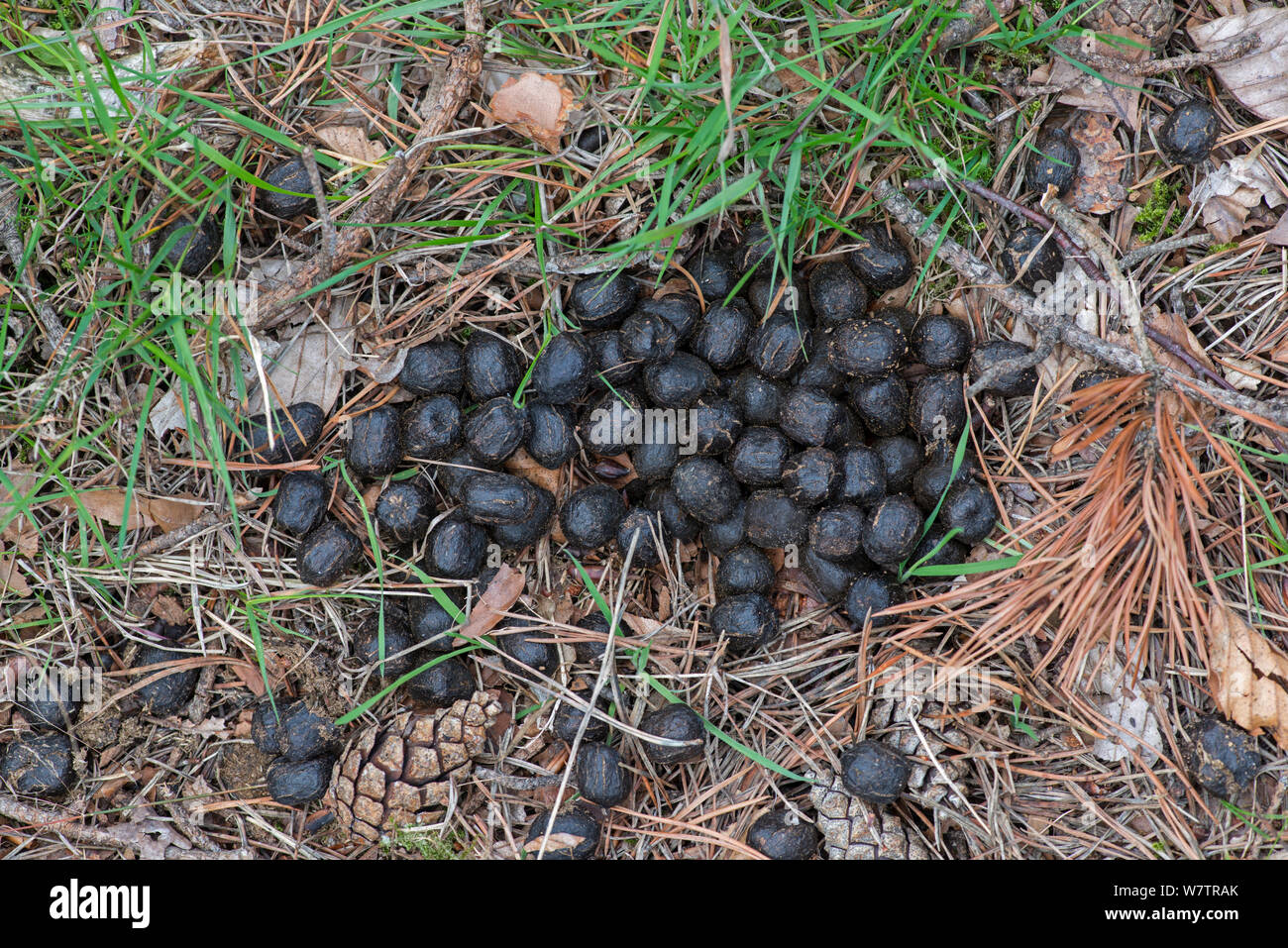 Crottes d'animaux des bois chevruil Banque de photographies et d’images ...