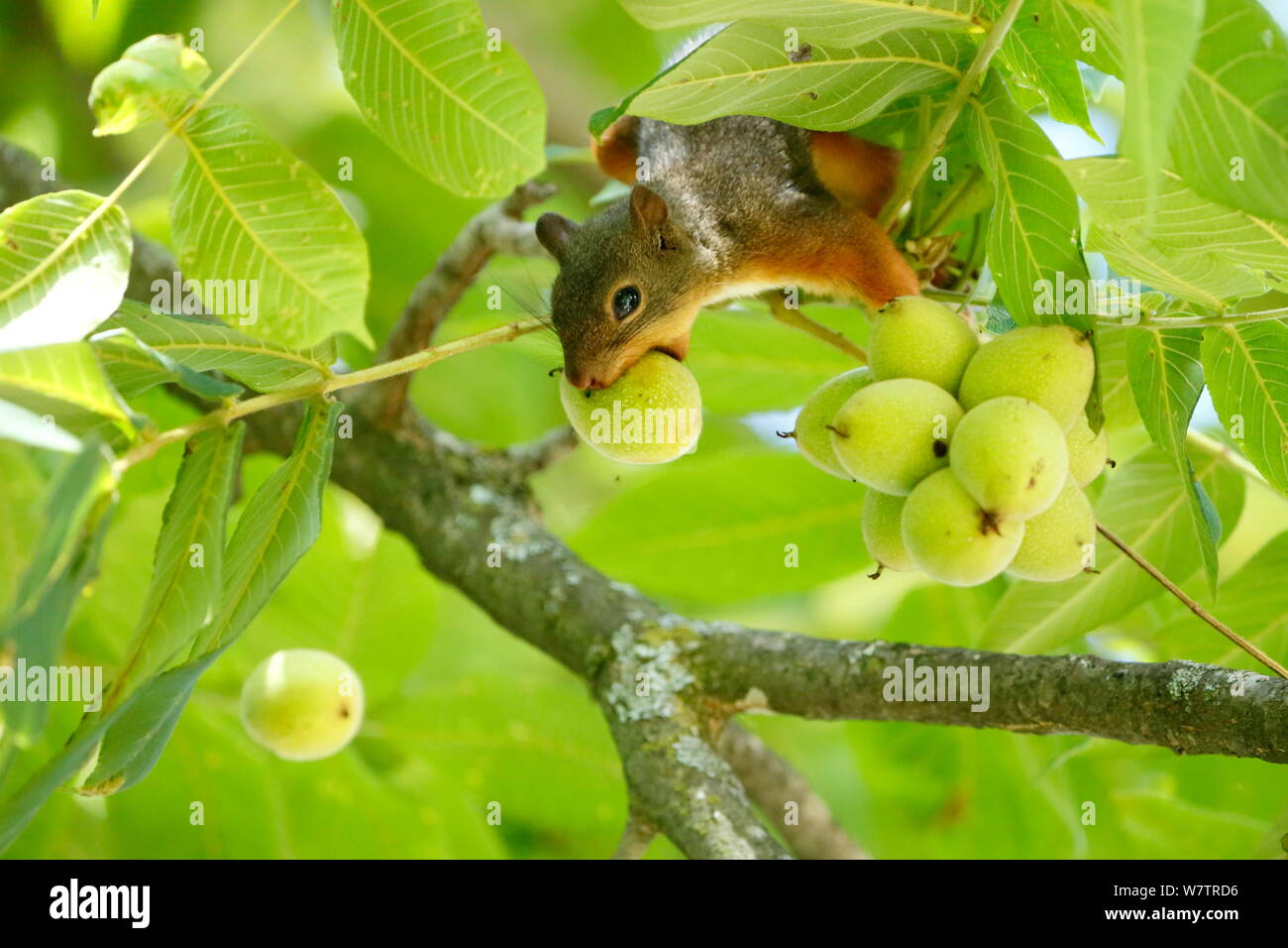 L'écureuil japonais (Sciurus lis) noyer (Juglans ailantifolia), Mont ...