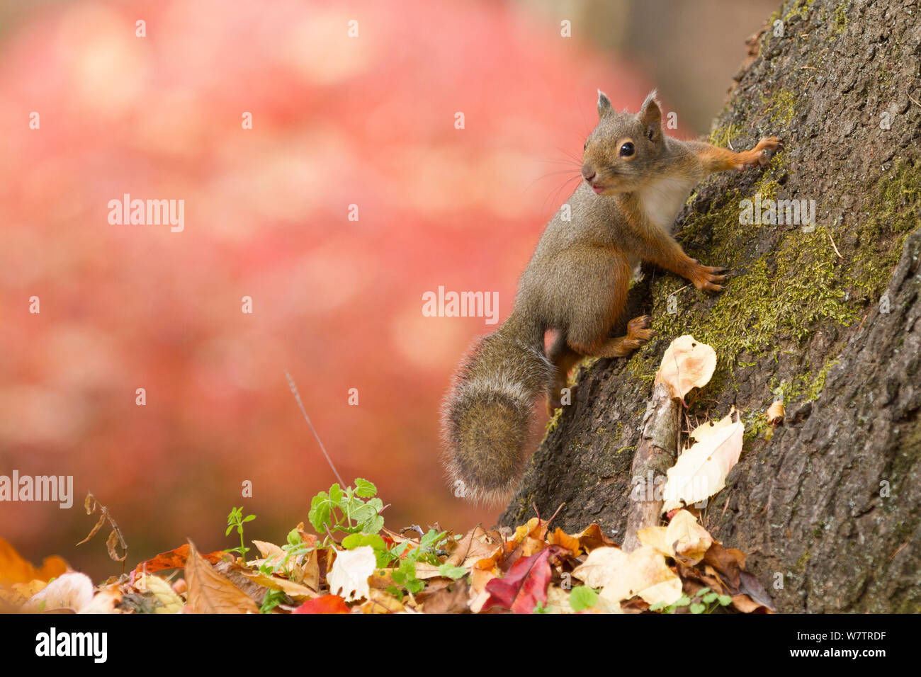 Sciurus lis Banque de photographies et d’images à haute résolution - Alamy