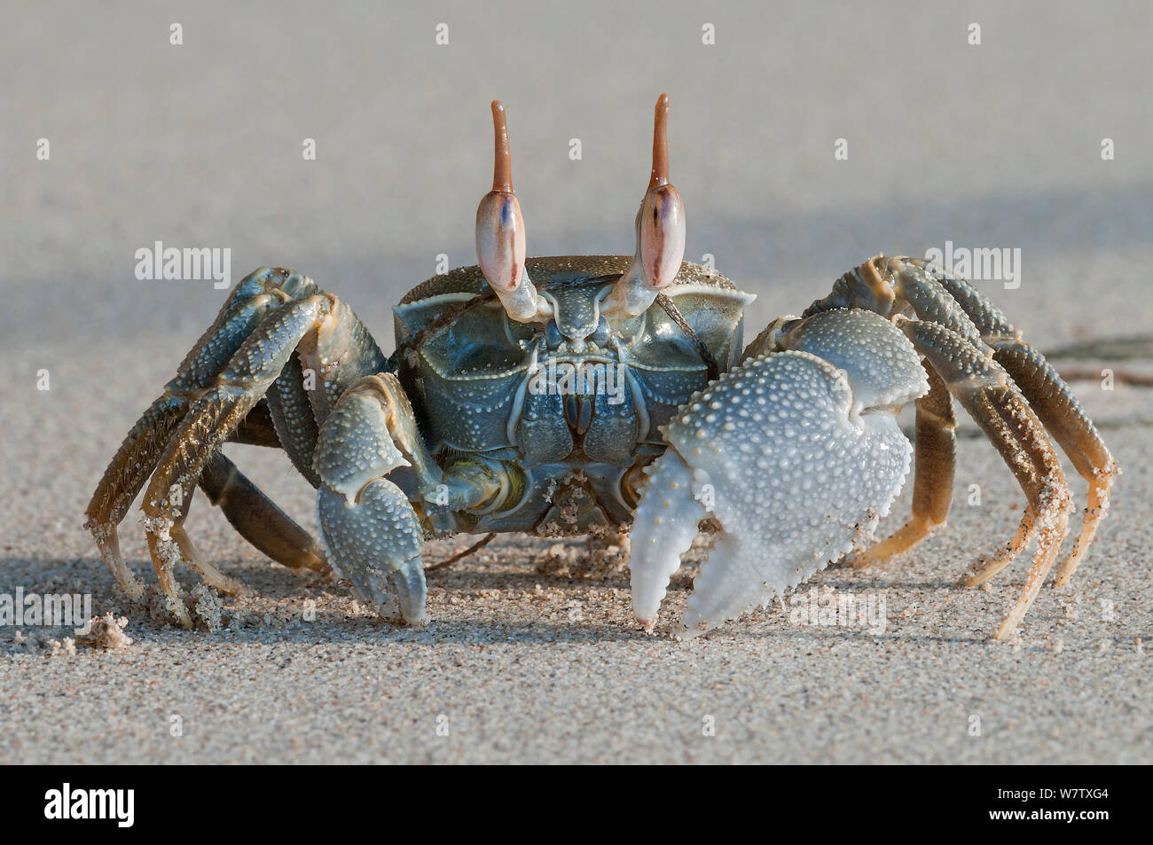 Ocypode sp Banque de photographies et d’images à haute résolution - Alamy