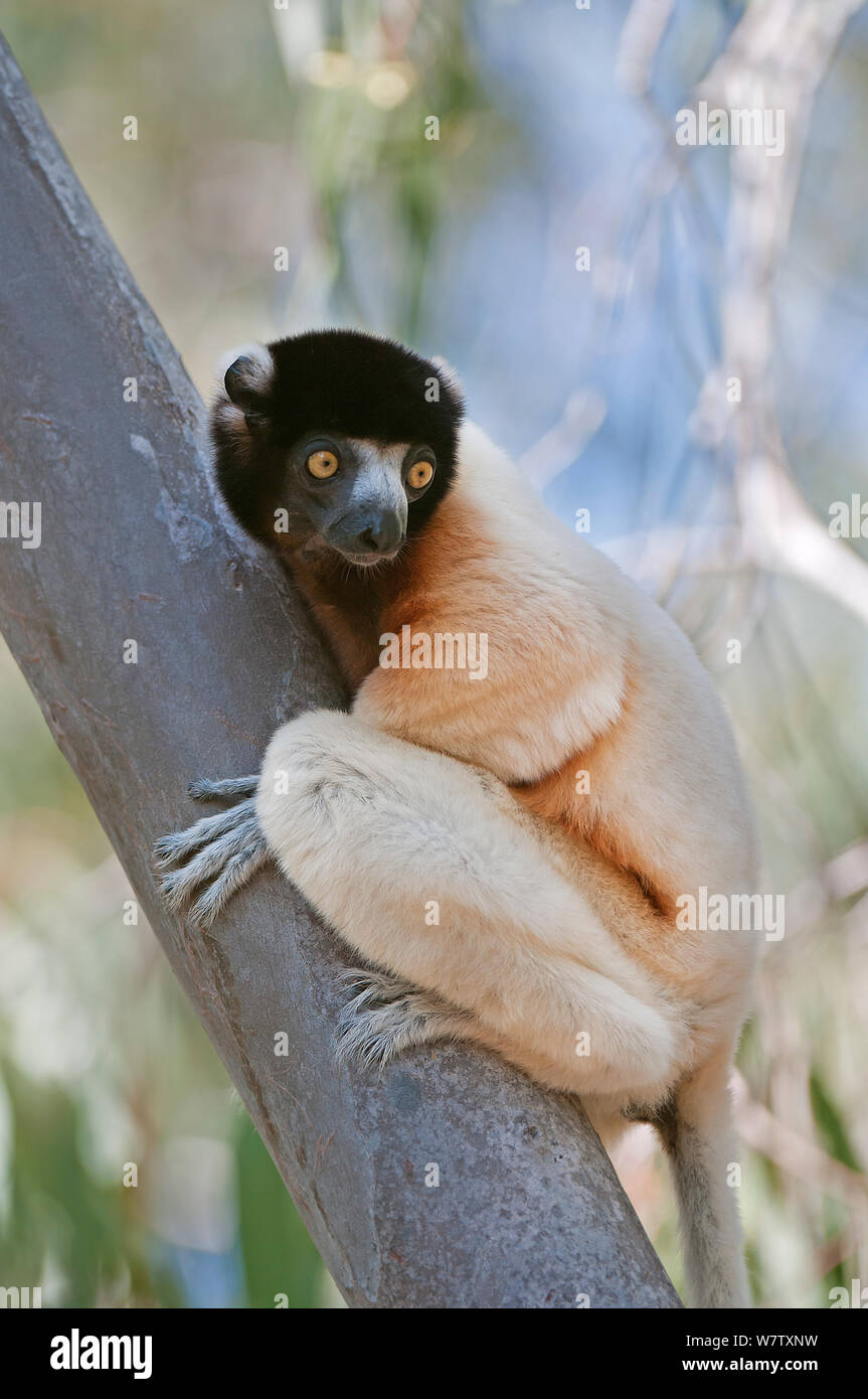 Propithecus coronatus Banque de photographies et d’images à haute ...
