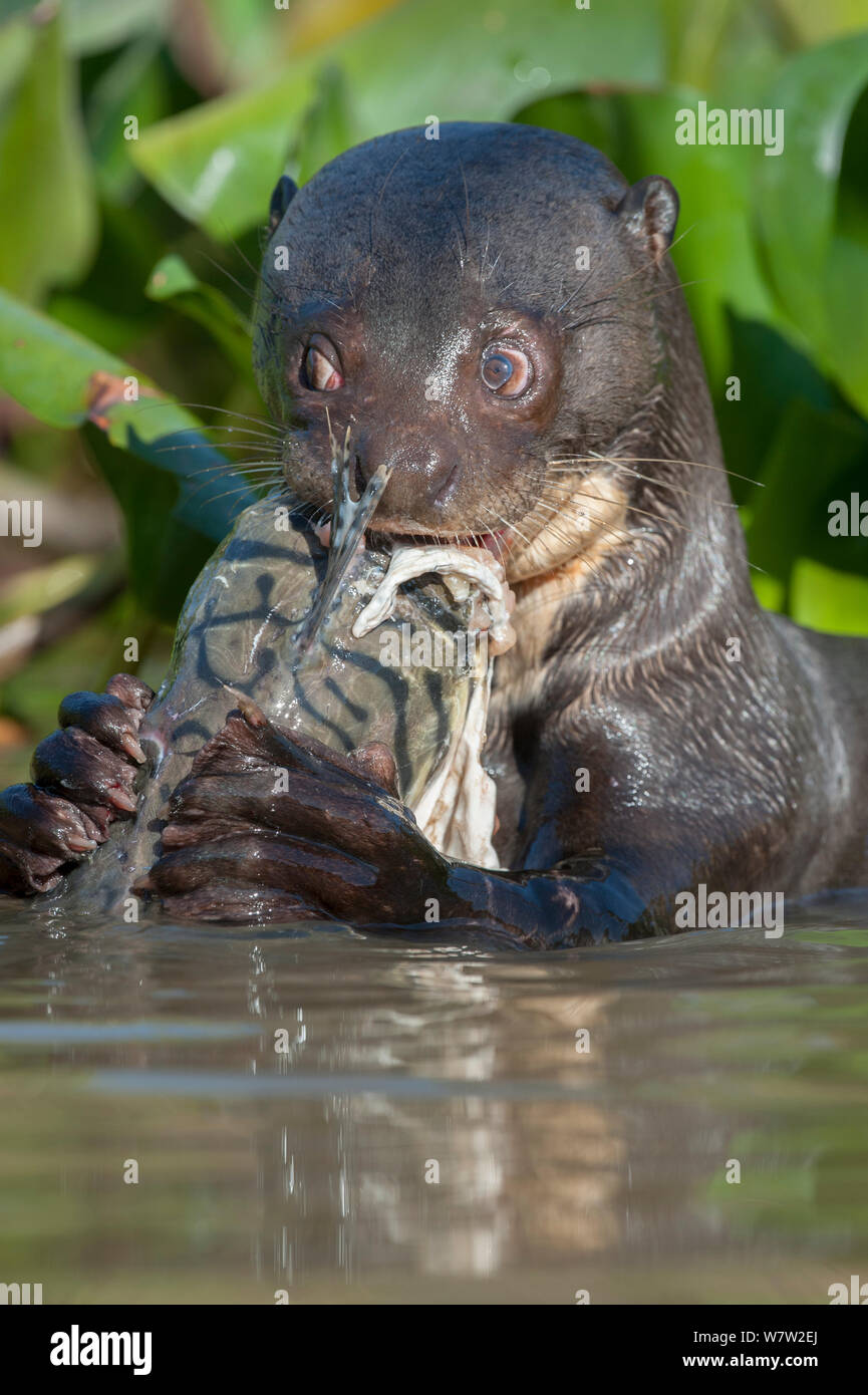 Loutre de rivière géante Banque de photographies et d’images à haute ...
