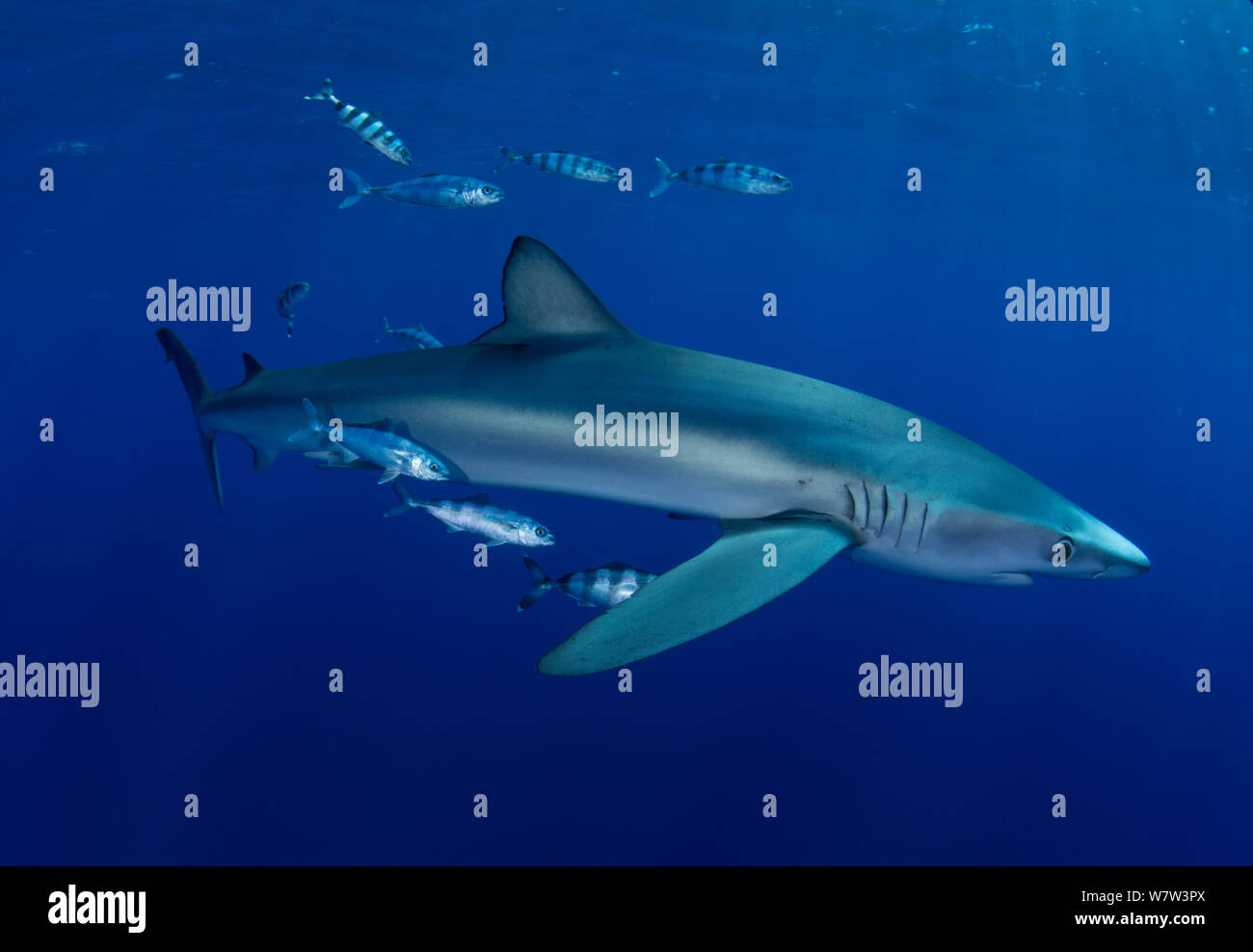 Poisson pilote Banque de photographies et d’images à haute résolution ...