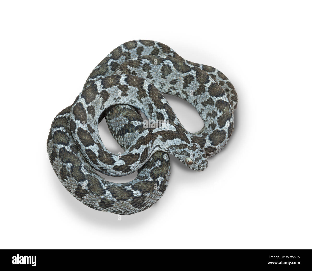 Serpent mangeur d'œufs fond blanc Banque de photographies et d’images à ...