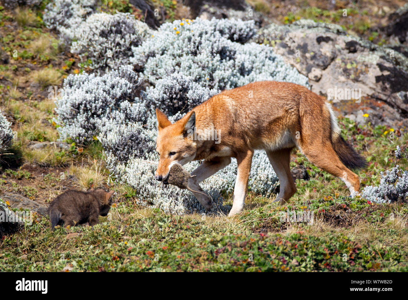 Loup éthiopien (Canis simensis) mâle revenant à den avec l'herbe du rat ...