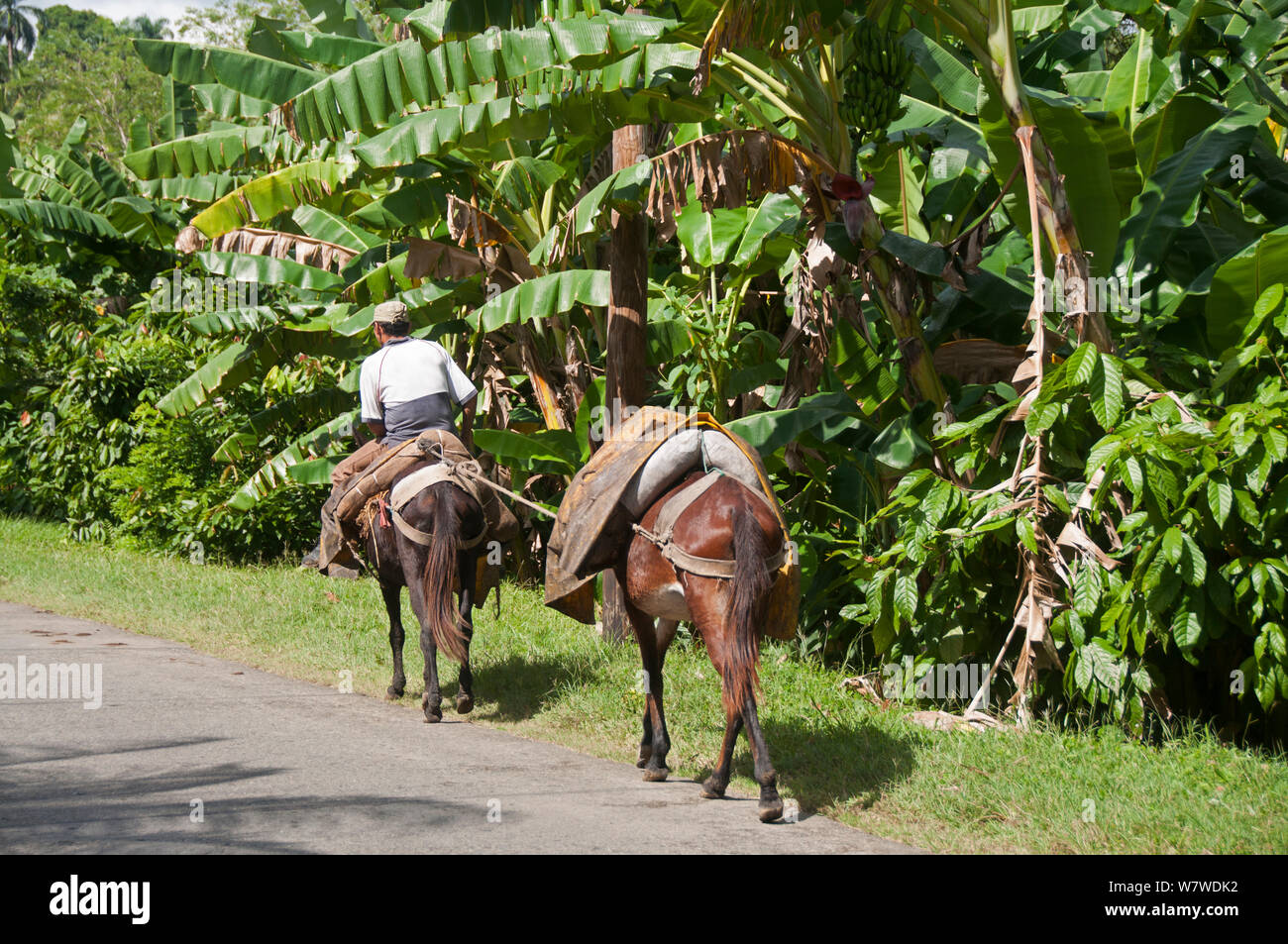Pack horse road Banque de photographies et d’images à haute résolution ...