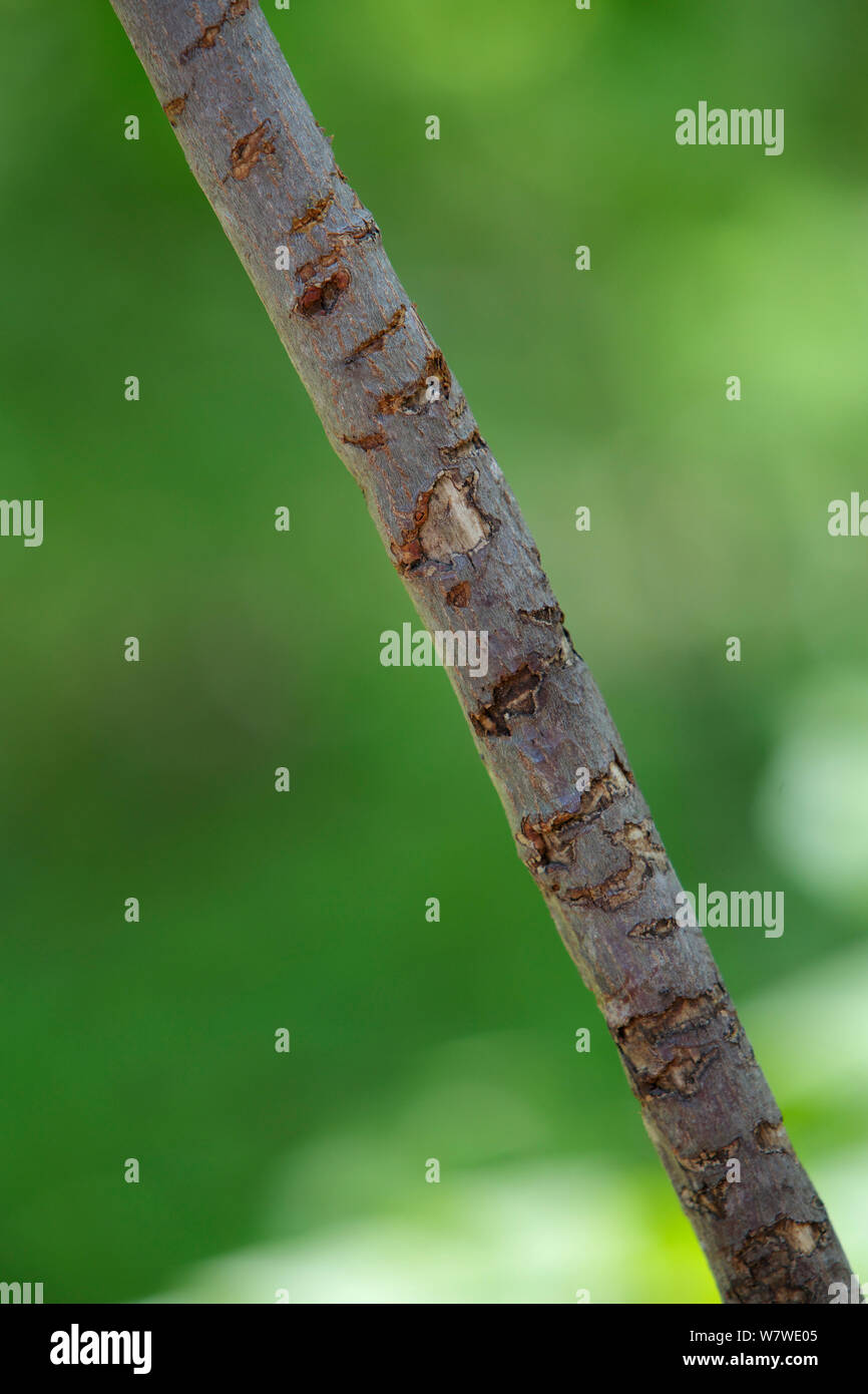 Spur marks Banque de photographies et d’images à haute résolution - Alamy