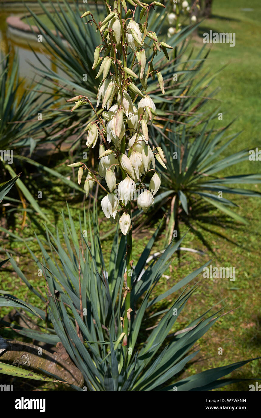 Yucca fruit Banque de photographies et d’images à haute résolution - Alamy