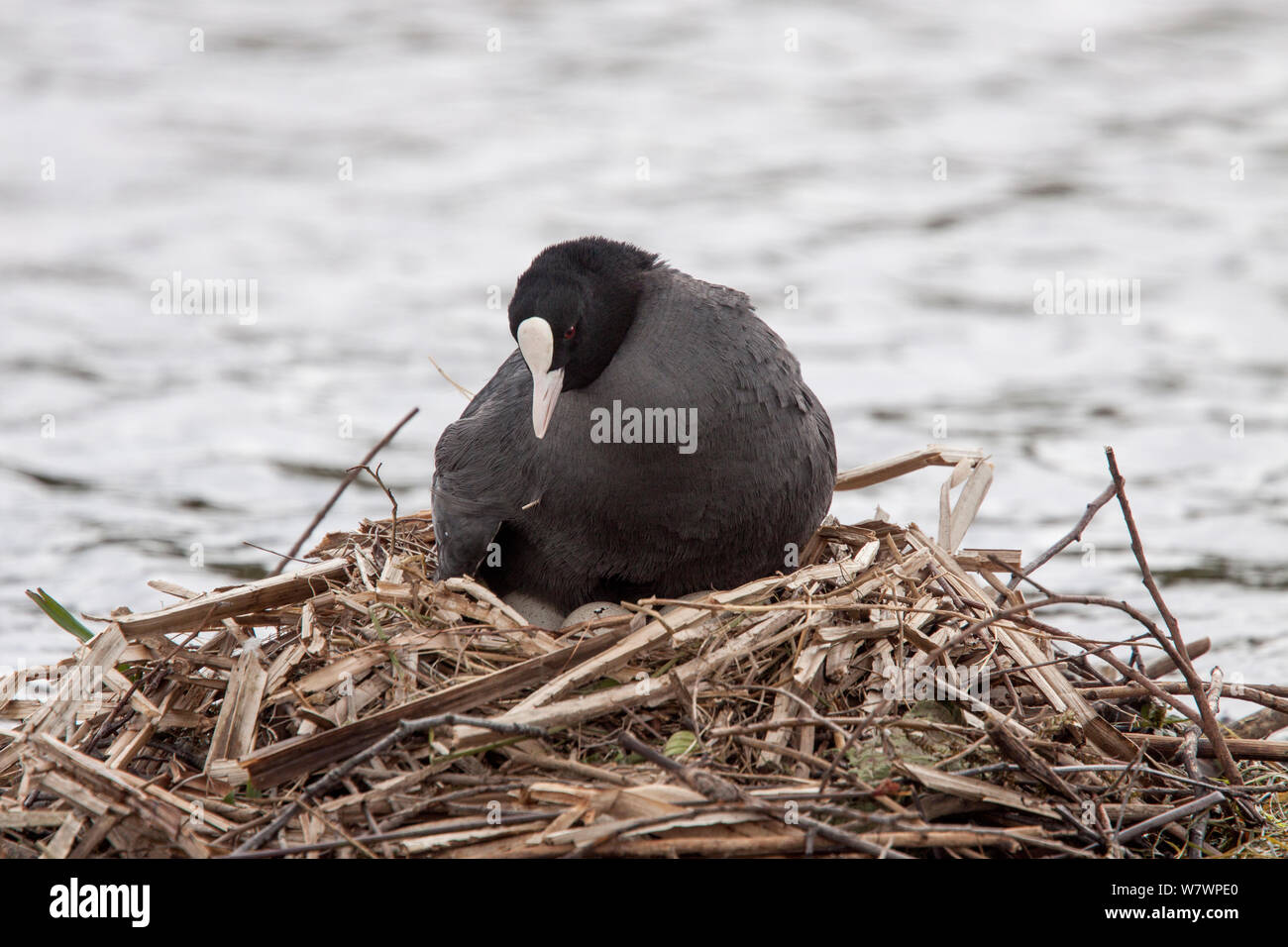 Rspb sandwell valley Banque de photographies et d’images à haute ...