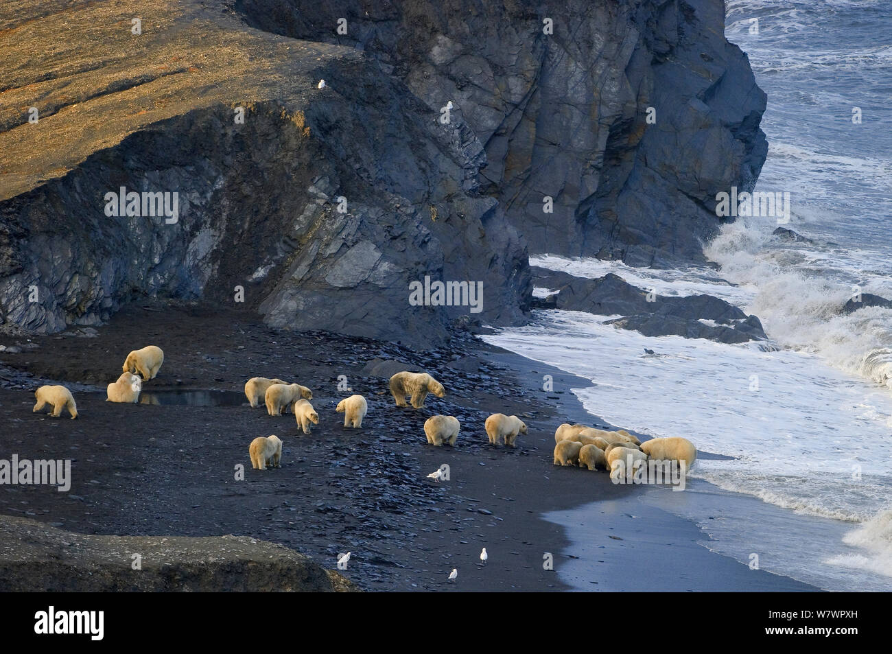 L'ours polaire (Ursus maritimus) Groupe sur la plage, avec de ...