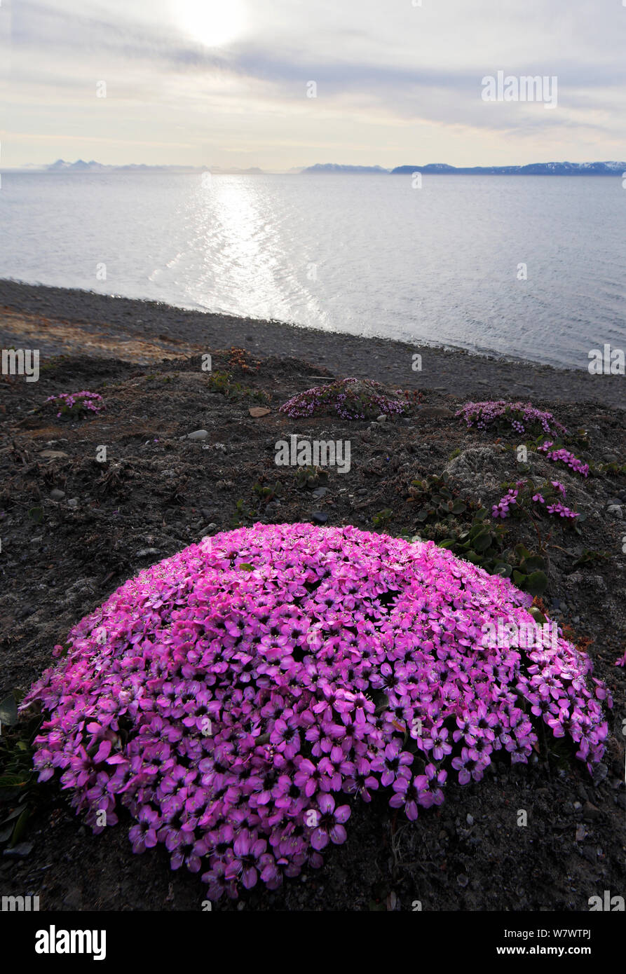 Le silène acaule (Silene acaulis) en fleur, Svalbard, Norvège, juillet ...