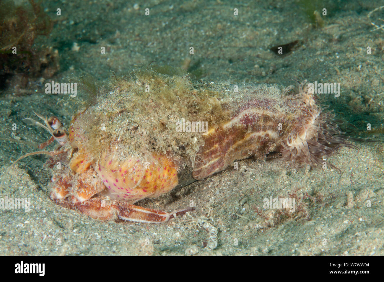 L'ermite de l'anémone (Pagurus prideaux) avec Anémone Adamsia palliata ...