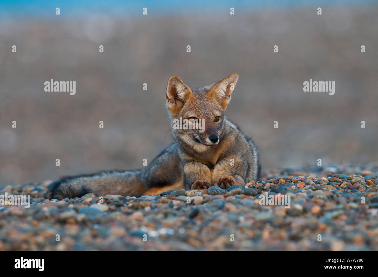 Plage de raposa Banque de photographies et d’images à haute résolution - Alamy