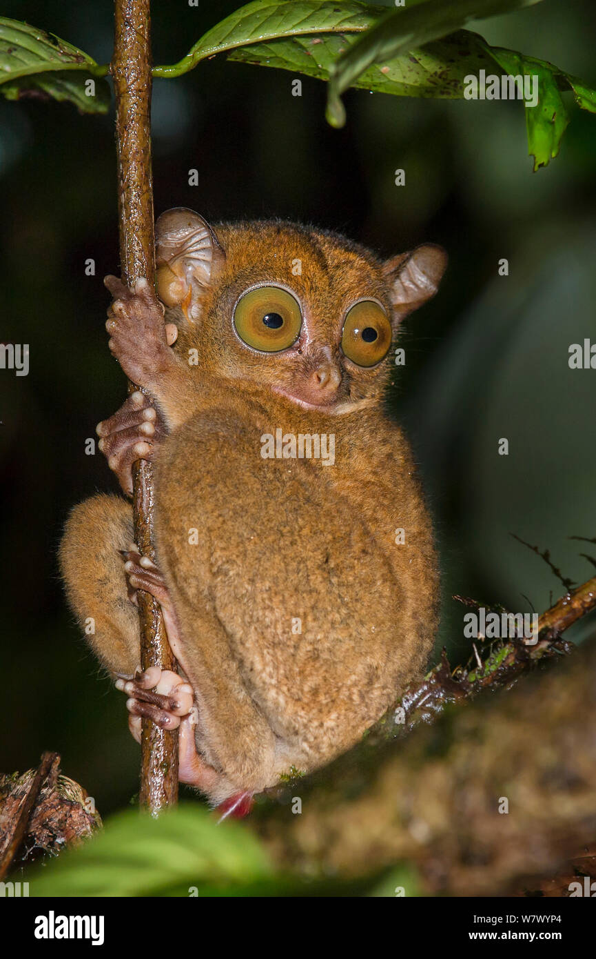 Western tarsier tarsius bancanus Banque de photographies et d’images à ...