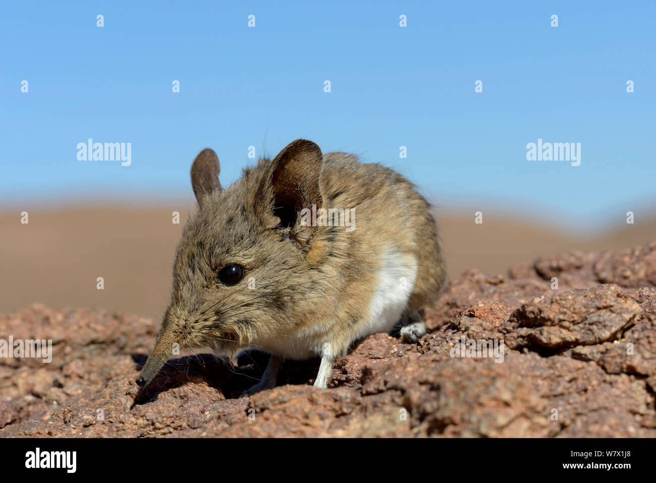 Musaraigne Africaine Banque d'image et photos - Alamy