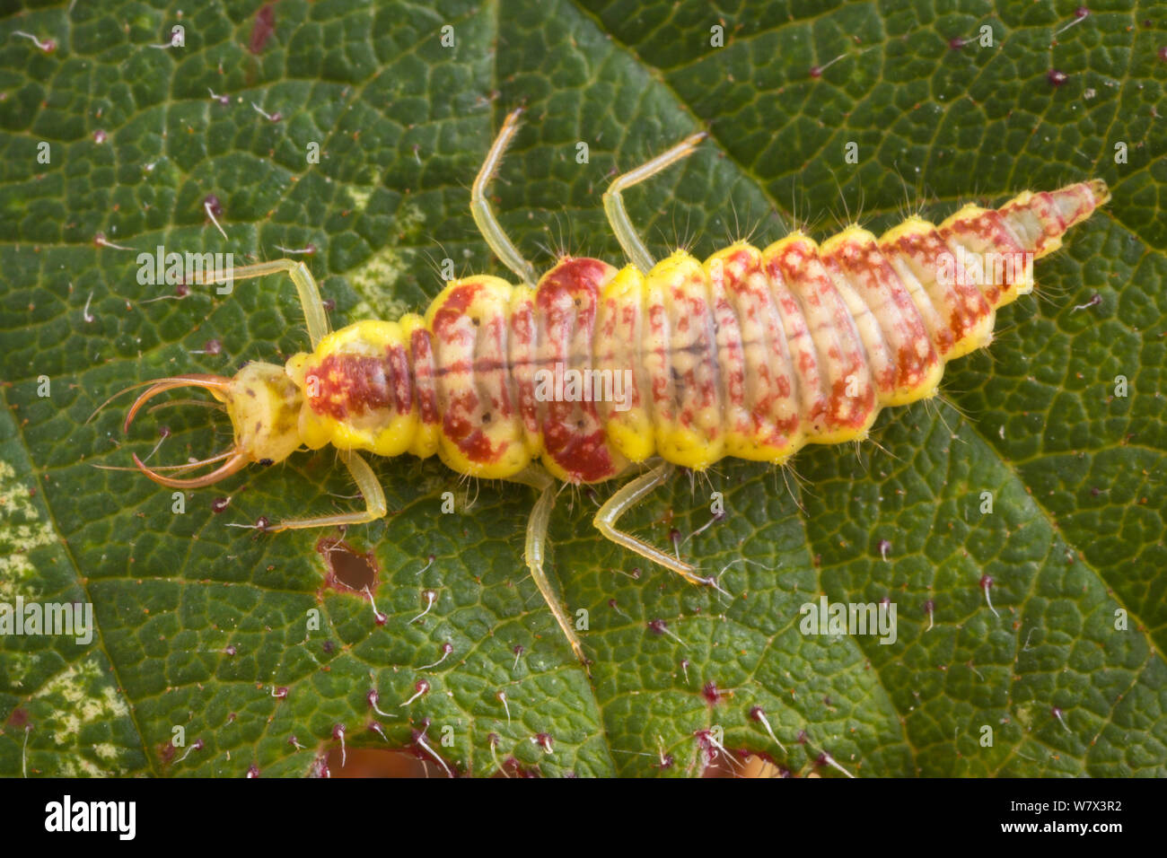 La chrysope verte / Islande Chrysoperla carnea (larve), Parc national ...