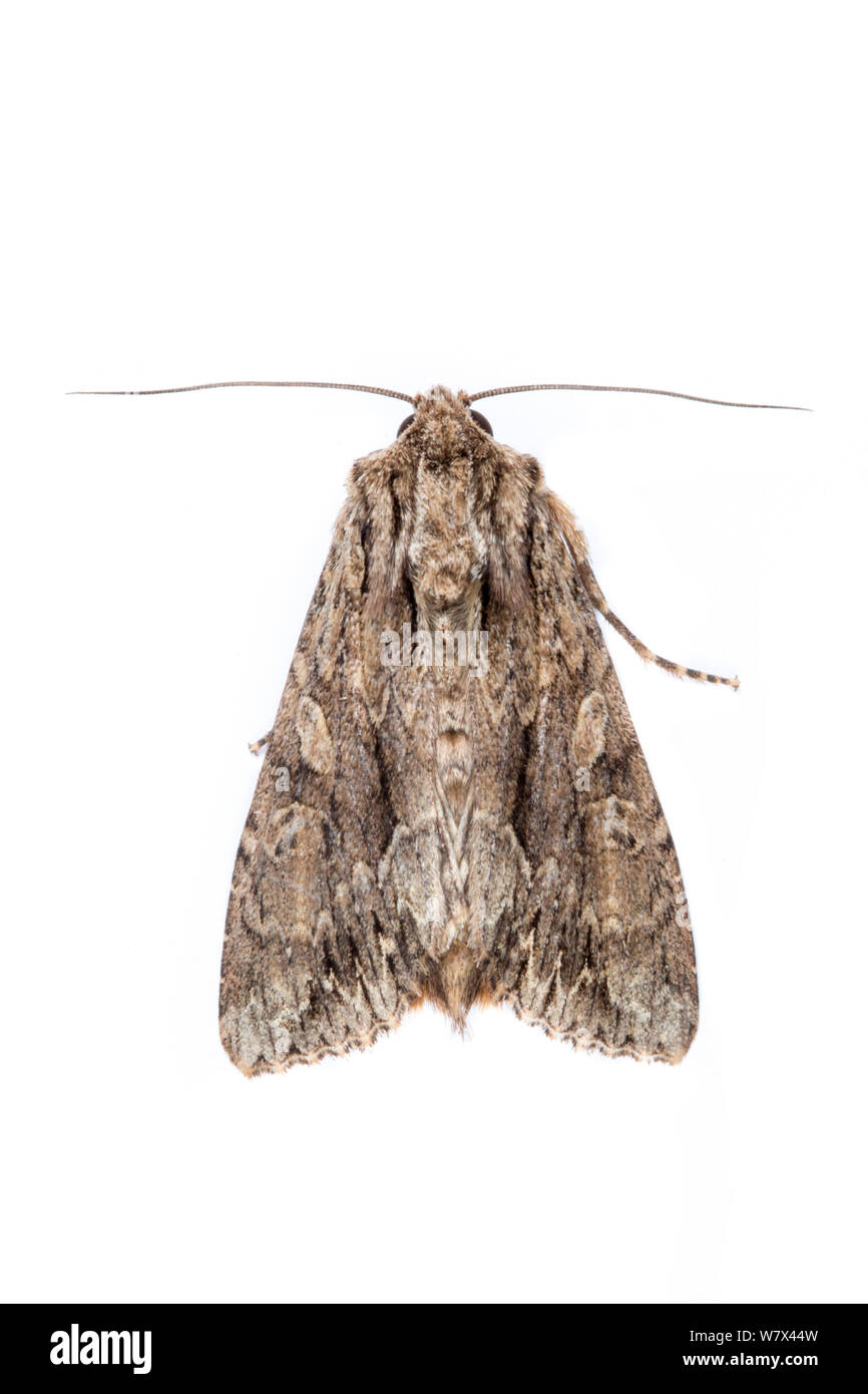 Parc nationales des arches Banque d'images détourées - Alamy