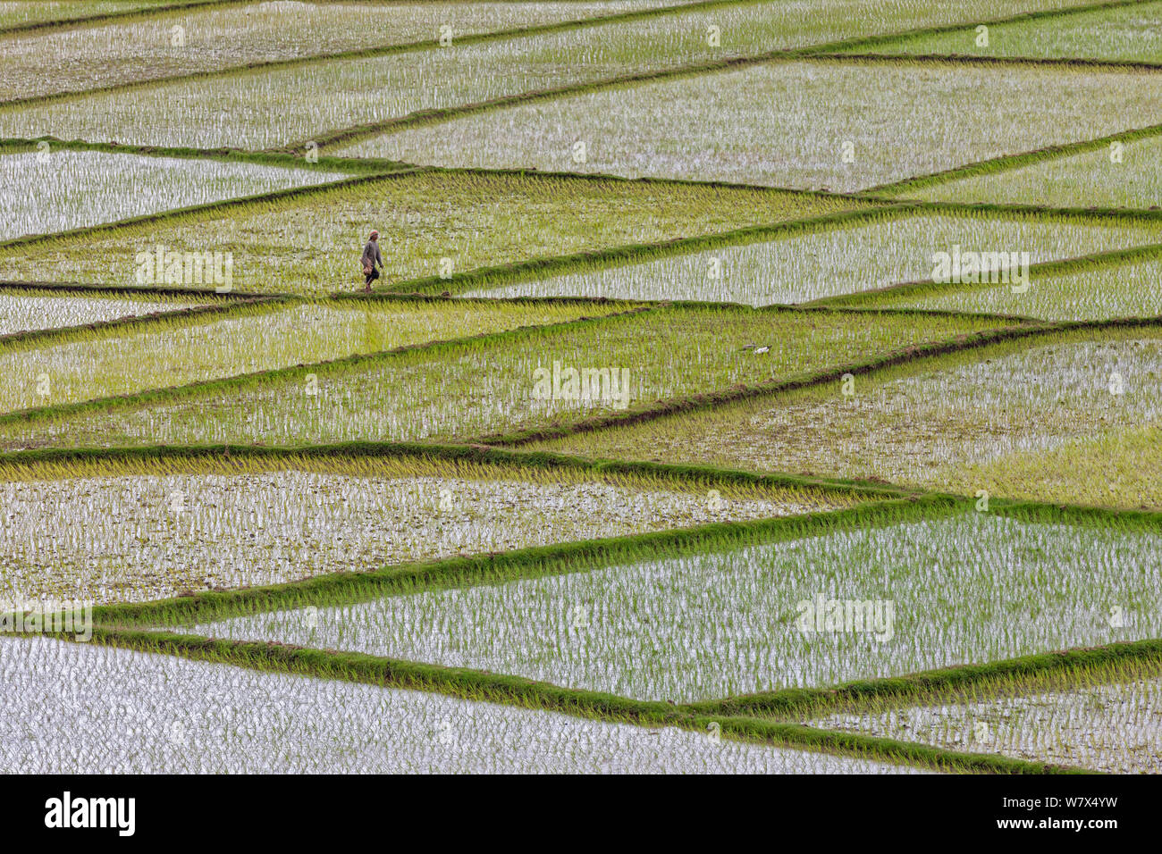 Riz en fleurs Banque de photographies et d’images à haute résolution ...
