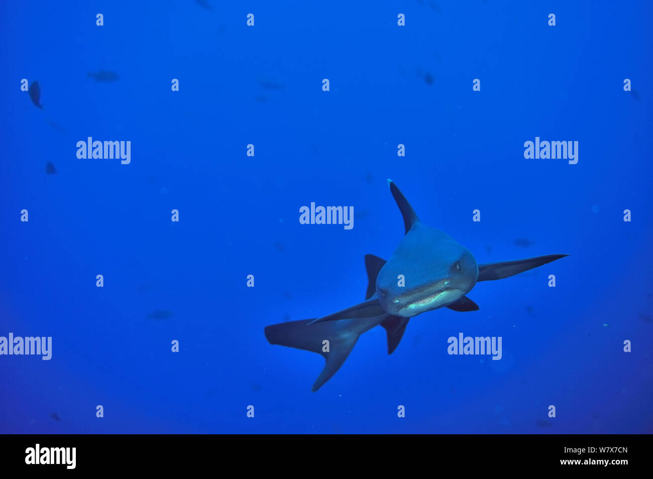 Requins pointe blanche Banque de photographies et d’images à haute ...