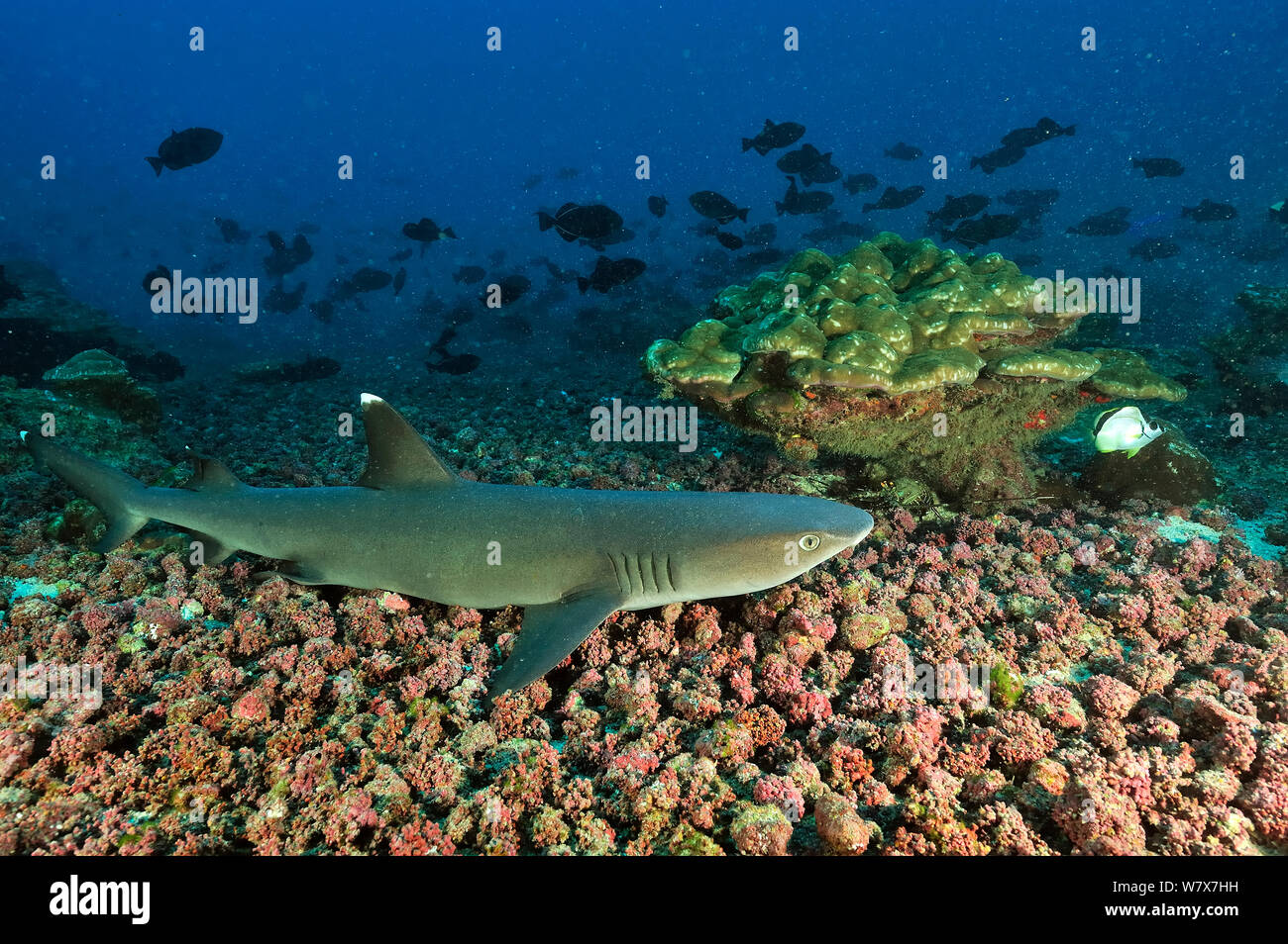 Requins pointe blanche Banque de photographies et d’images à haute ...