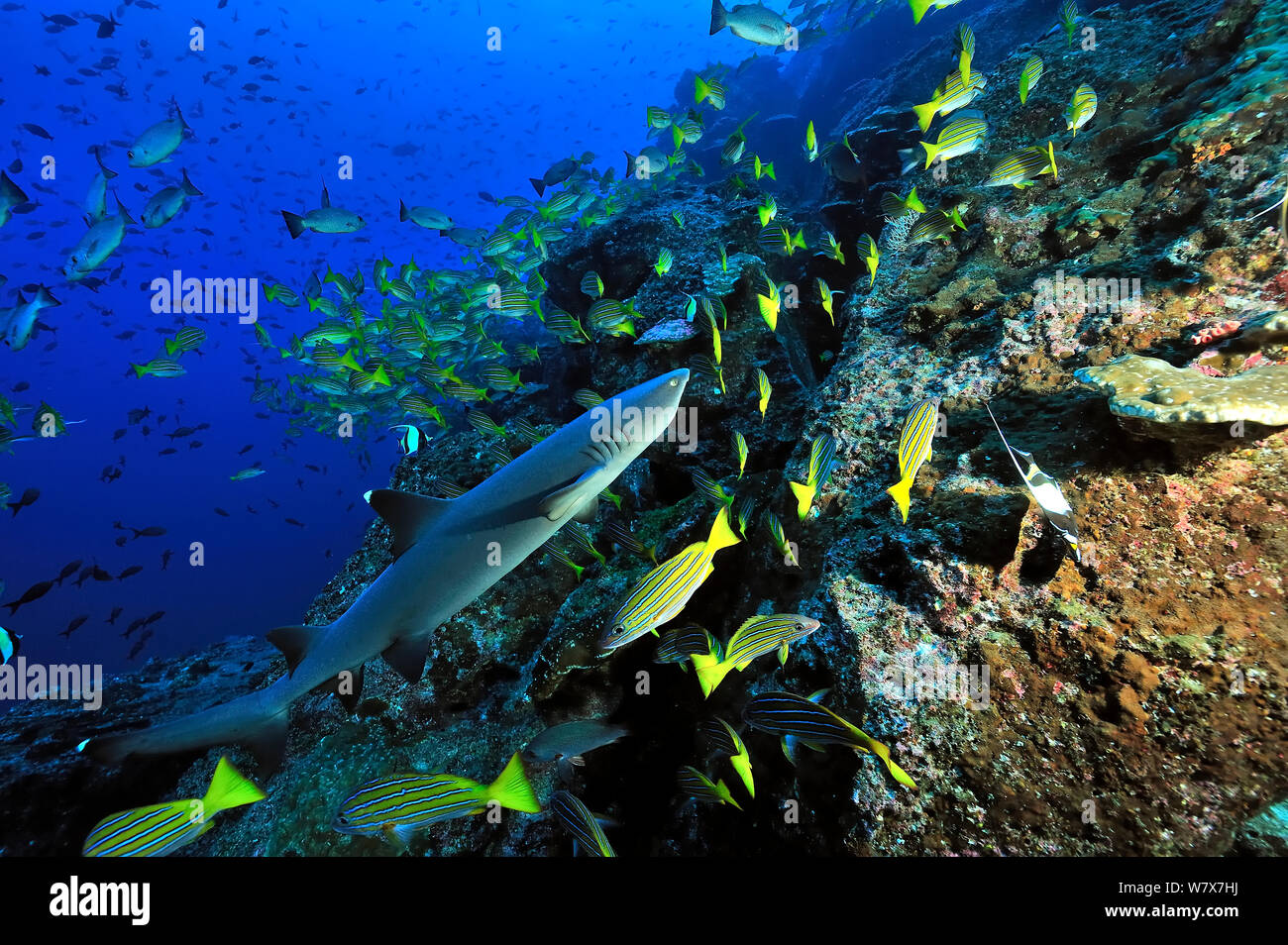 Groupe de requins pointe blanche Banque de photographies et d’images à ...