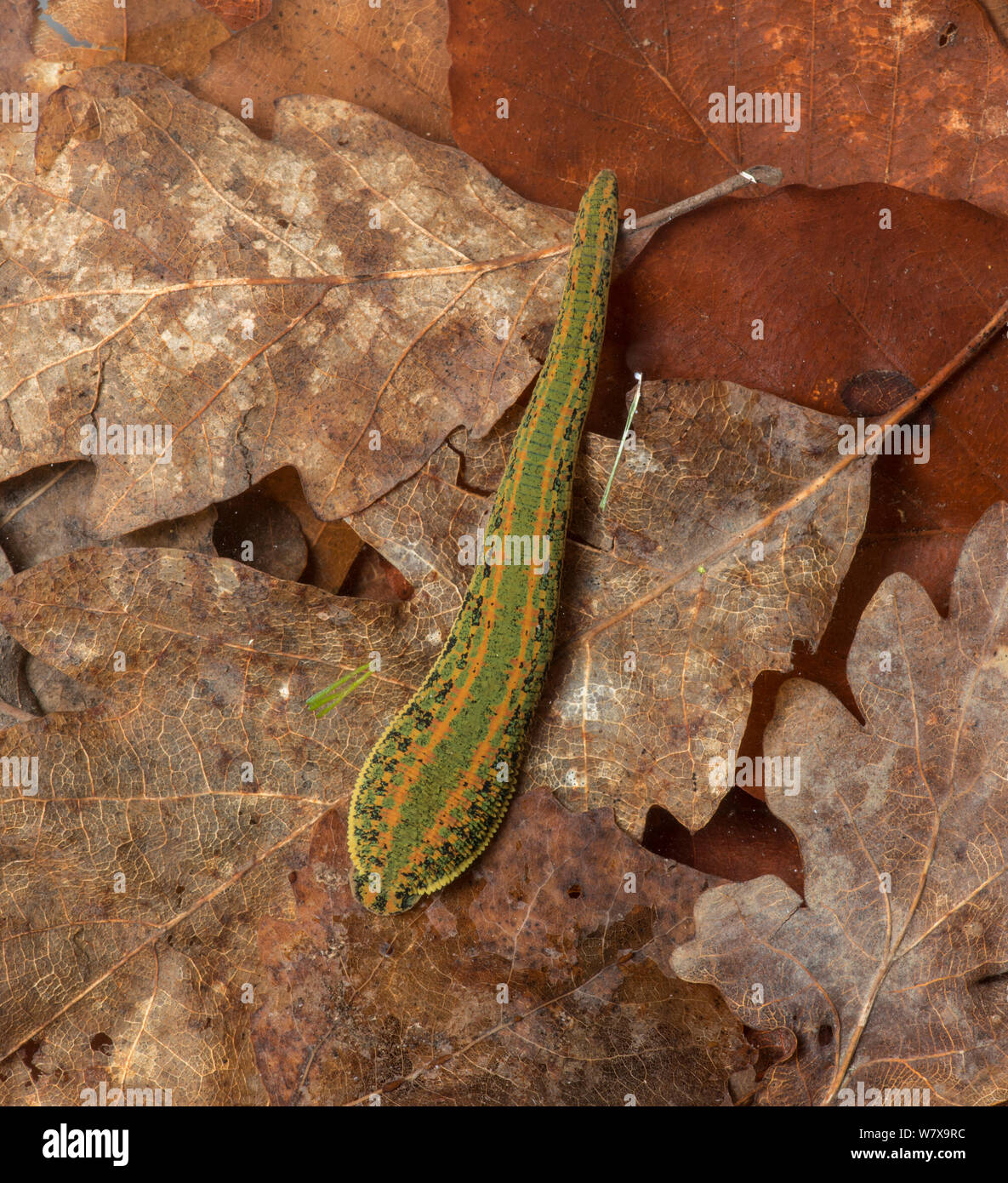 Sangsue hirudinea Banque de photographies et d’images à haute ...