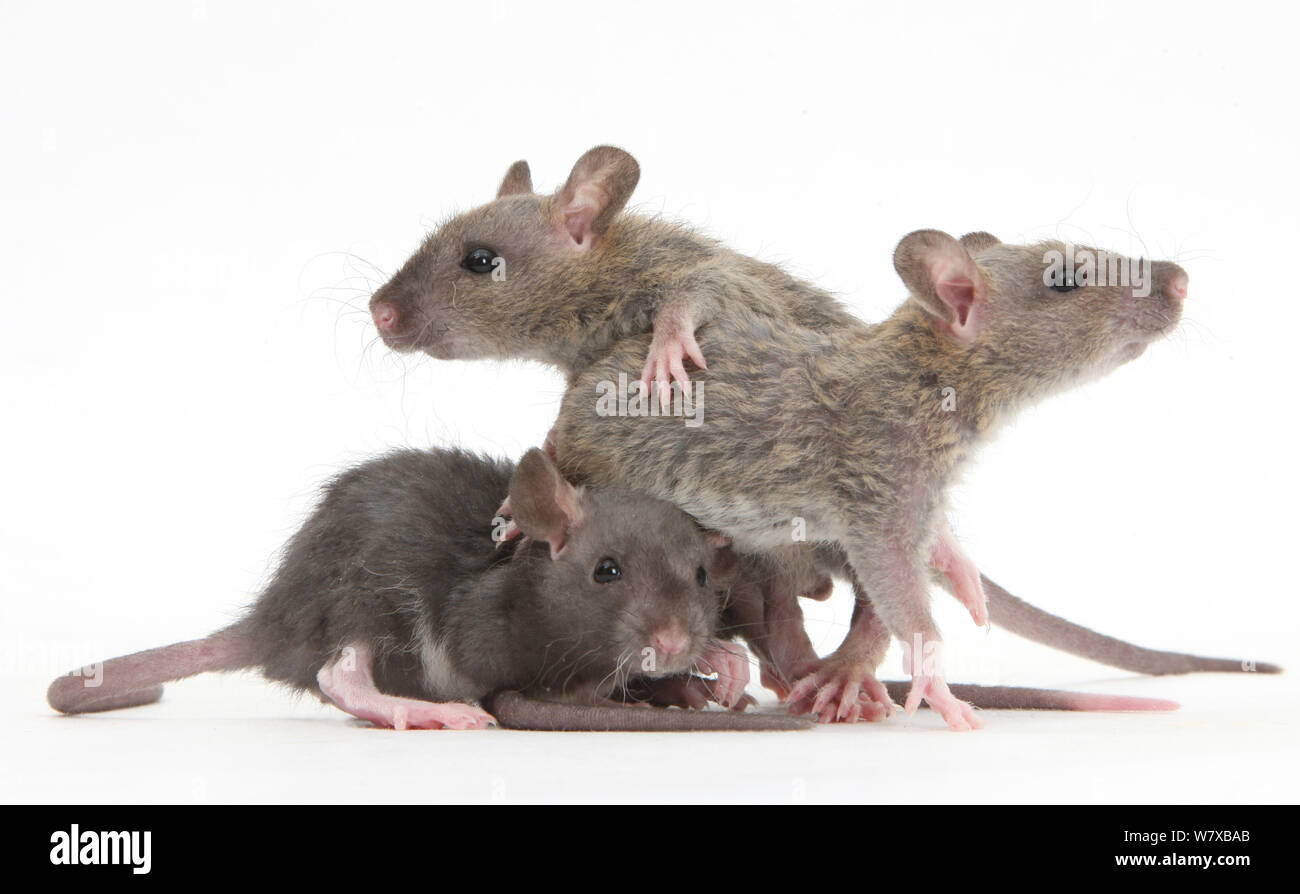 Three rats Banque d'images détourées - Alamy