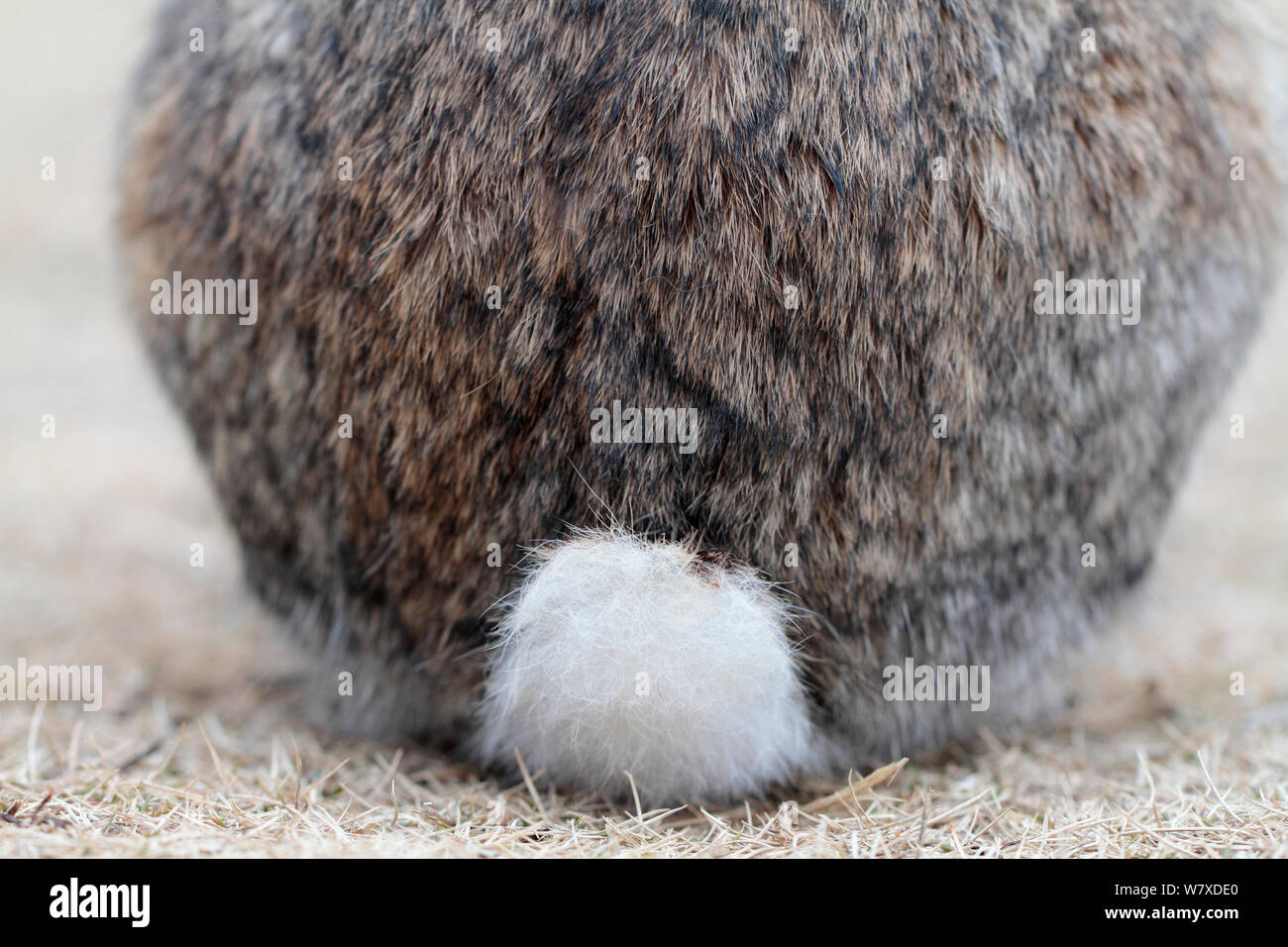 Queue de lapin Banque de photographies et d’images à haute résolution ...