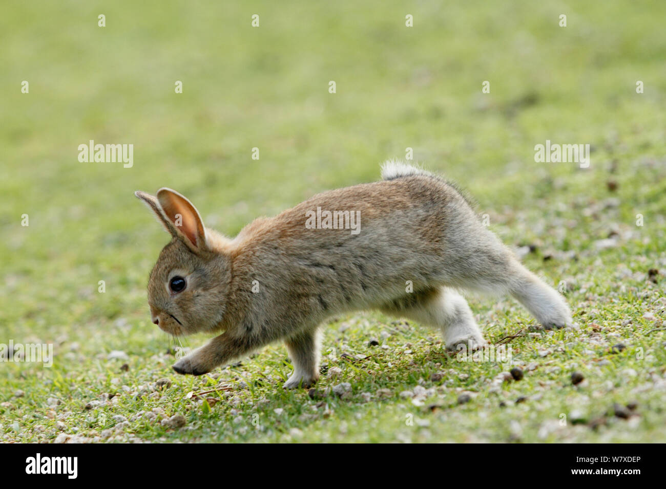 Les sauvages lapin (Oryctolagus cuniculus) en marche, Okunojima Island ...