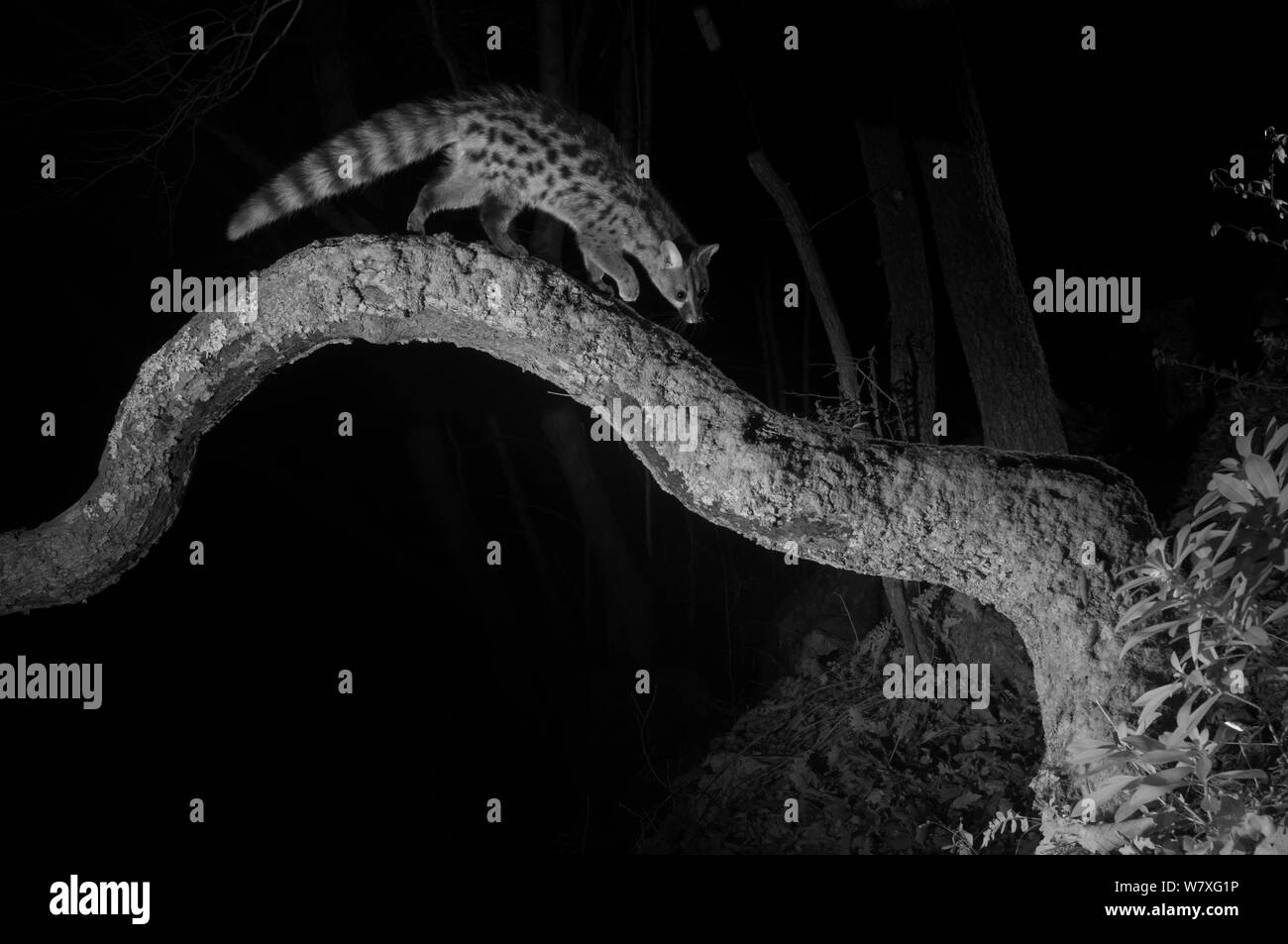 Genette commune Banque de photographies et d’images à haute résolution ...