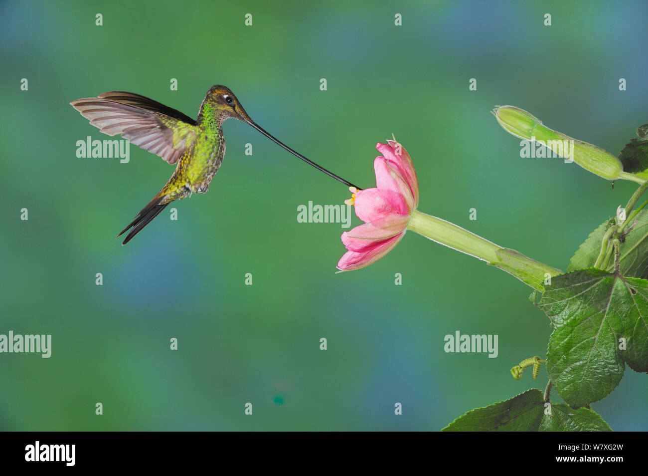 Passiflora mixta Banque de photographies et d’images à haute résolution ...