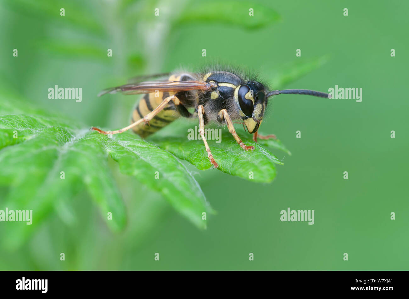 Guêpe commune Banque de photographies et d’images à haute résolution ...