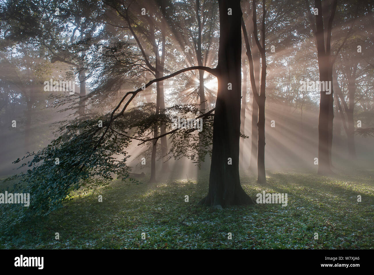 Quercus sp Banque de photographies et d’images à haute résolution - Alamy