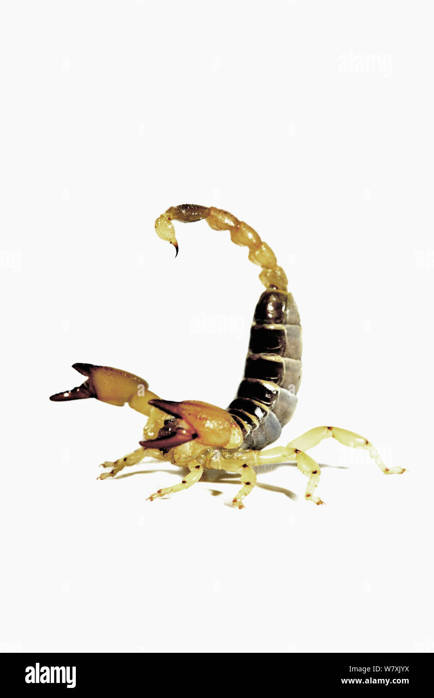 Grand-scorpion (Scorpio maurus griffus) en position défensive, le Maroc ...