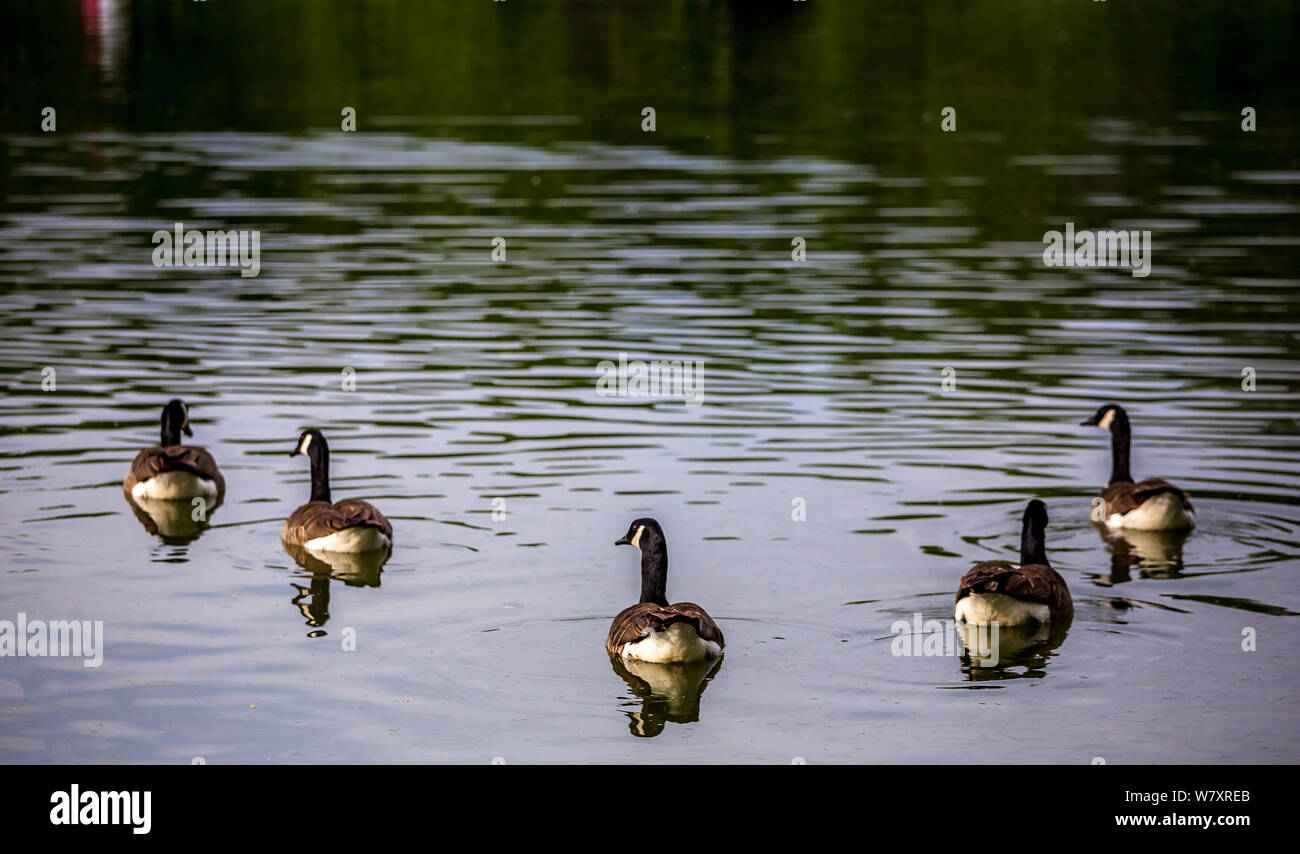 Les canards et les canetons famille sur un étang à santeny, france ...