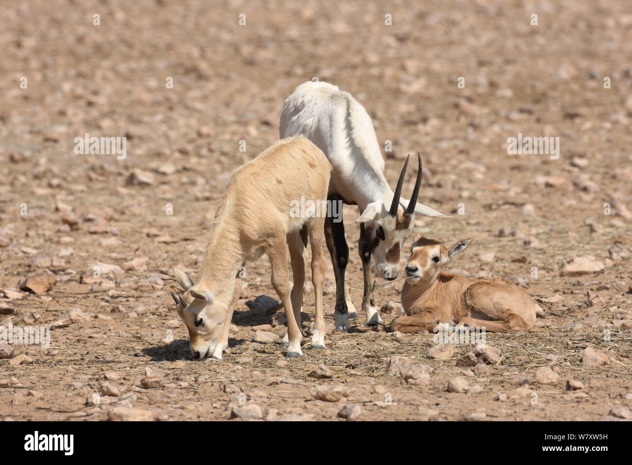 Deux oryx arabe oryx leucoryx Banque de photographies et d’images à haute résolution - Alamy