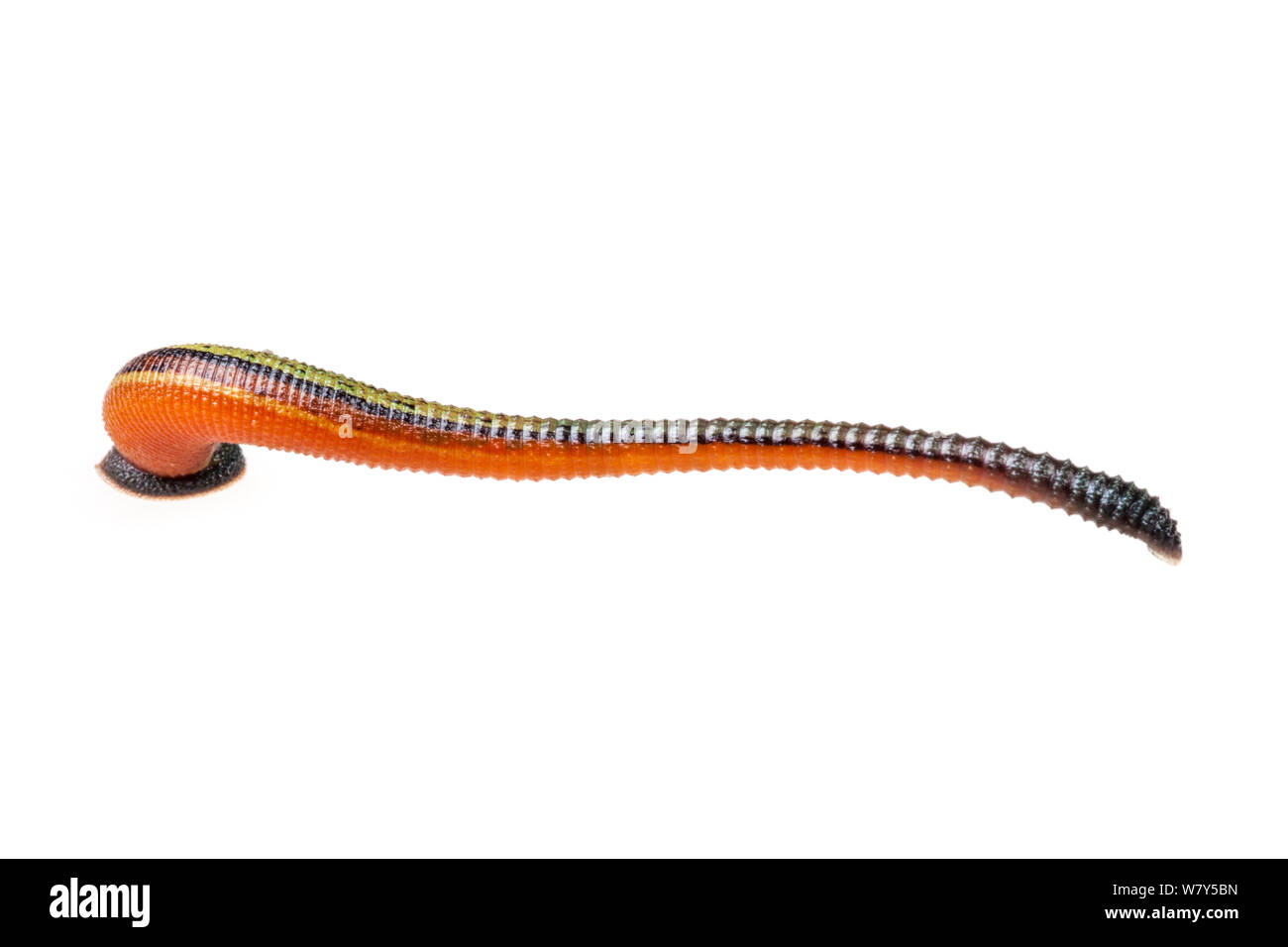 Sangsue hirudinea Banque de photographies et d’images à haute résolution - Alamy