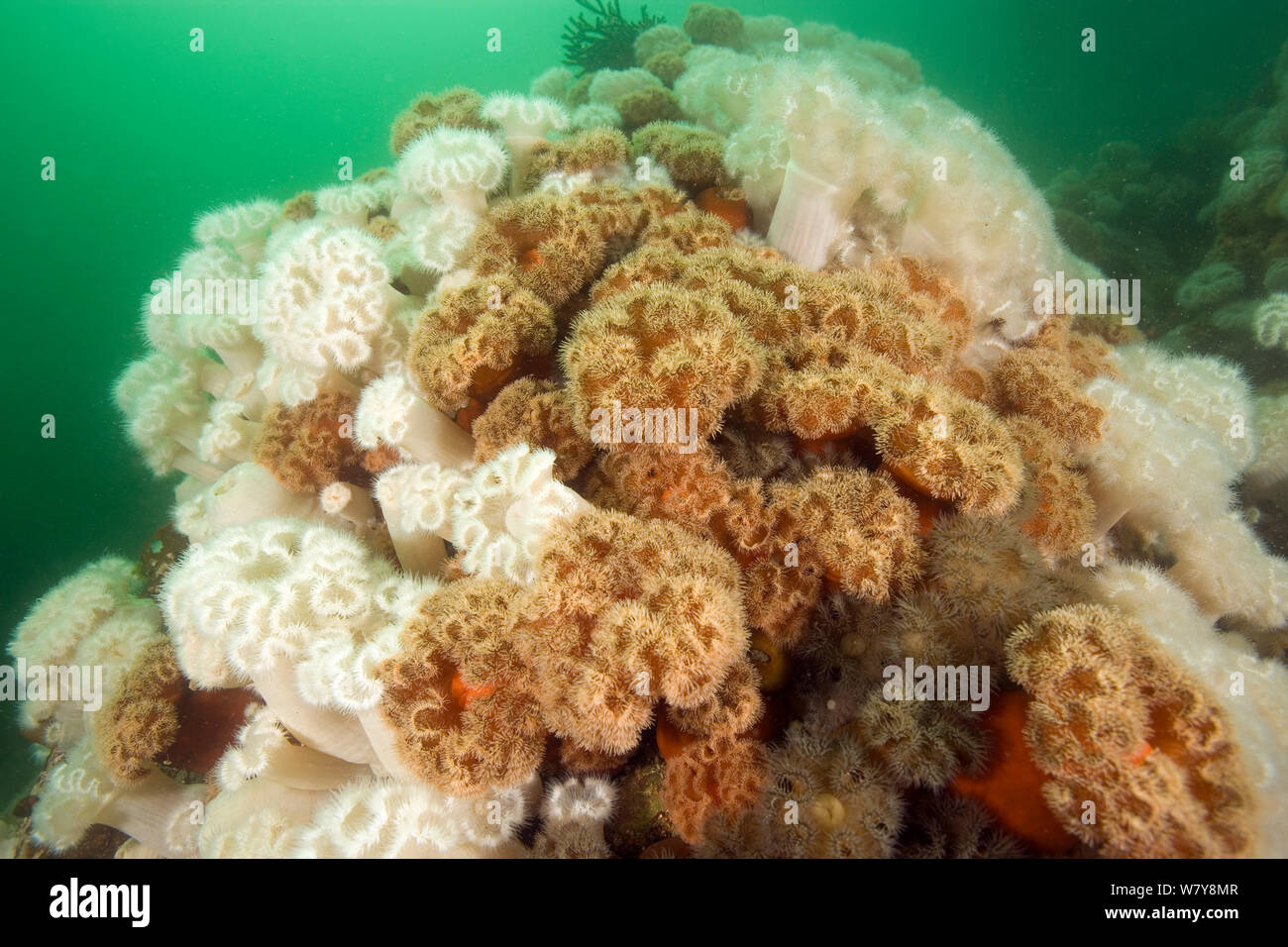Plumose sea anemone Banque de photographies et d’images à haute ...