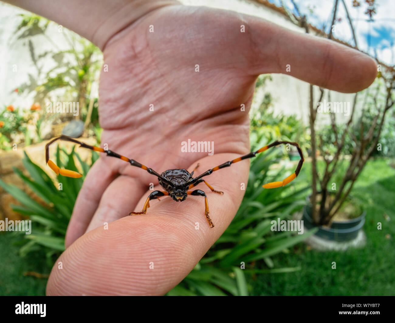 Antenne insecte Banque de photographies et d’images à haute résolution ...