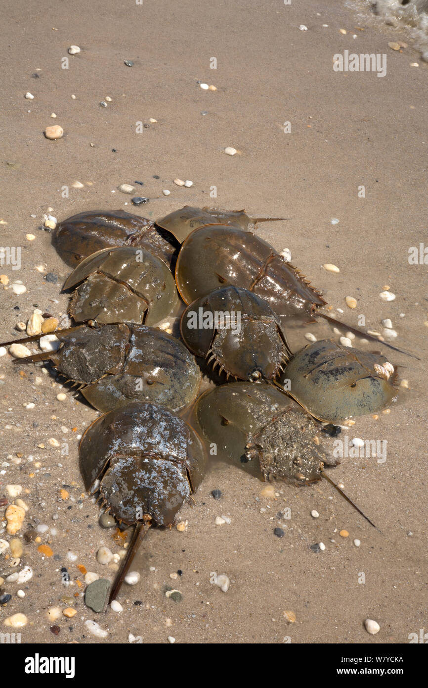 Limule (Limulus polyphemus) groupe à terre pour se reproduire, la baie ...