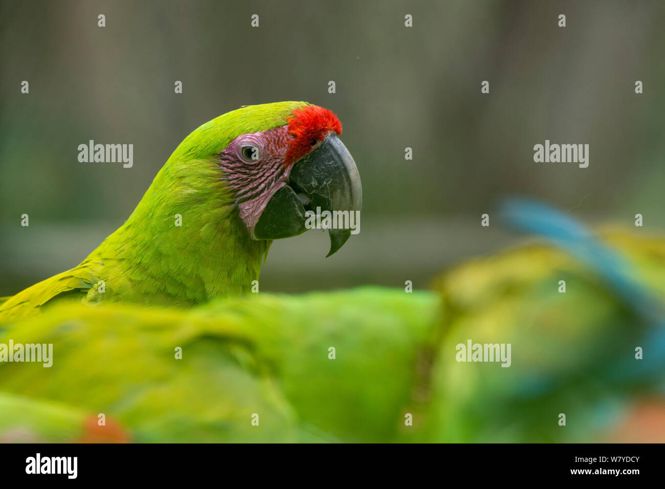 Grand Ara Vert Banque d'image et photos - Alamy