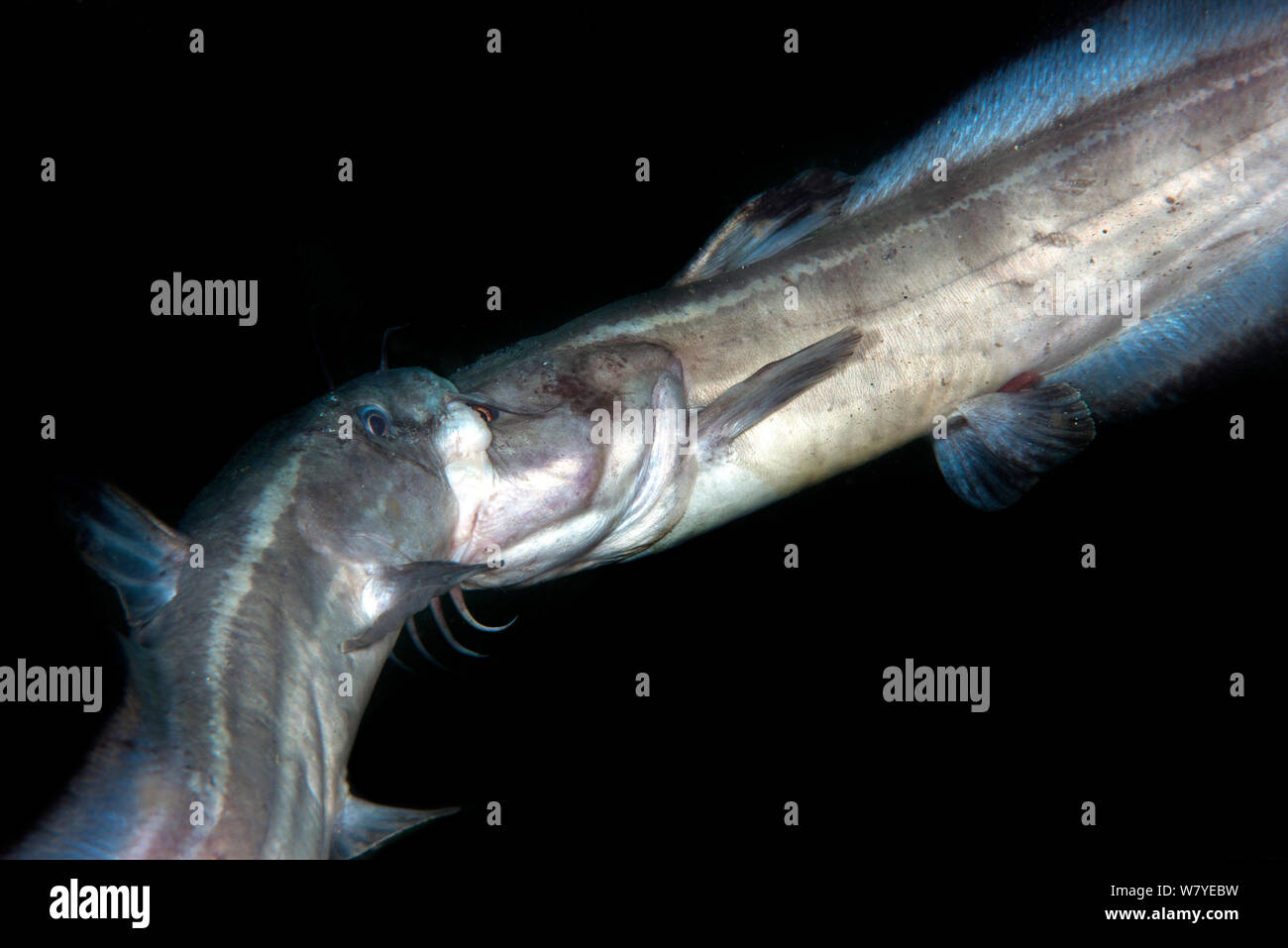 Plotosus anguillaris Banque de photographies et d’images à haute ...