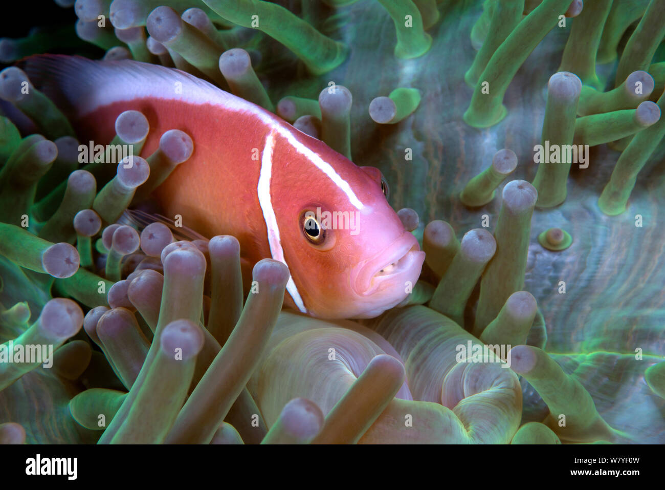 Parasite des poissons de mer Banque de photographies et d’images à ...